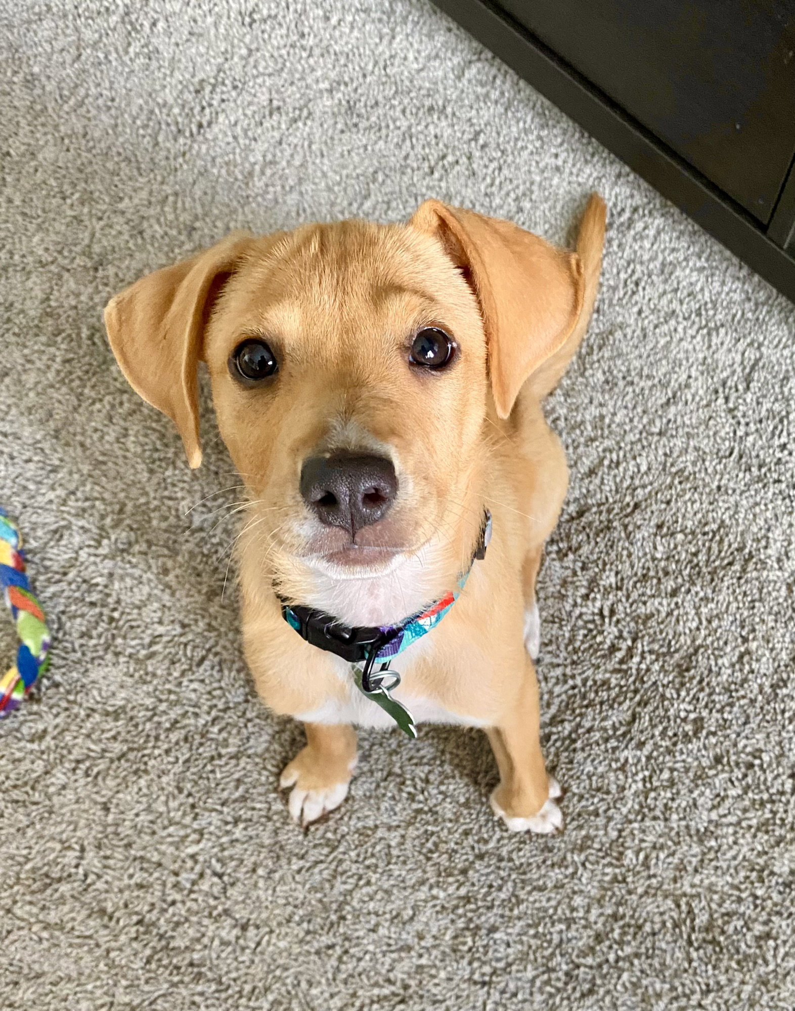Dog for Adoption - Pippy - Cutest Puppy!, a Chihuahua in Thurston ...