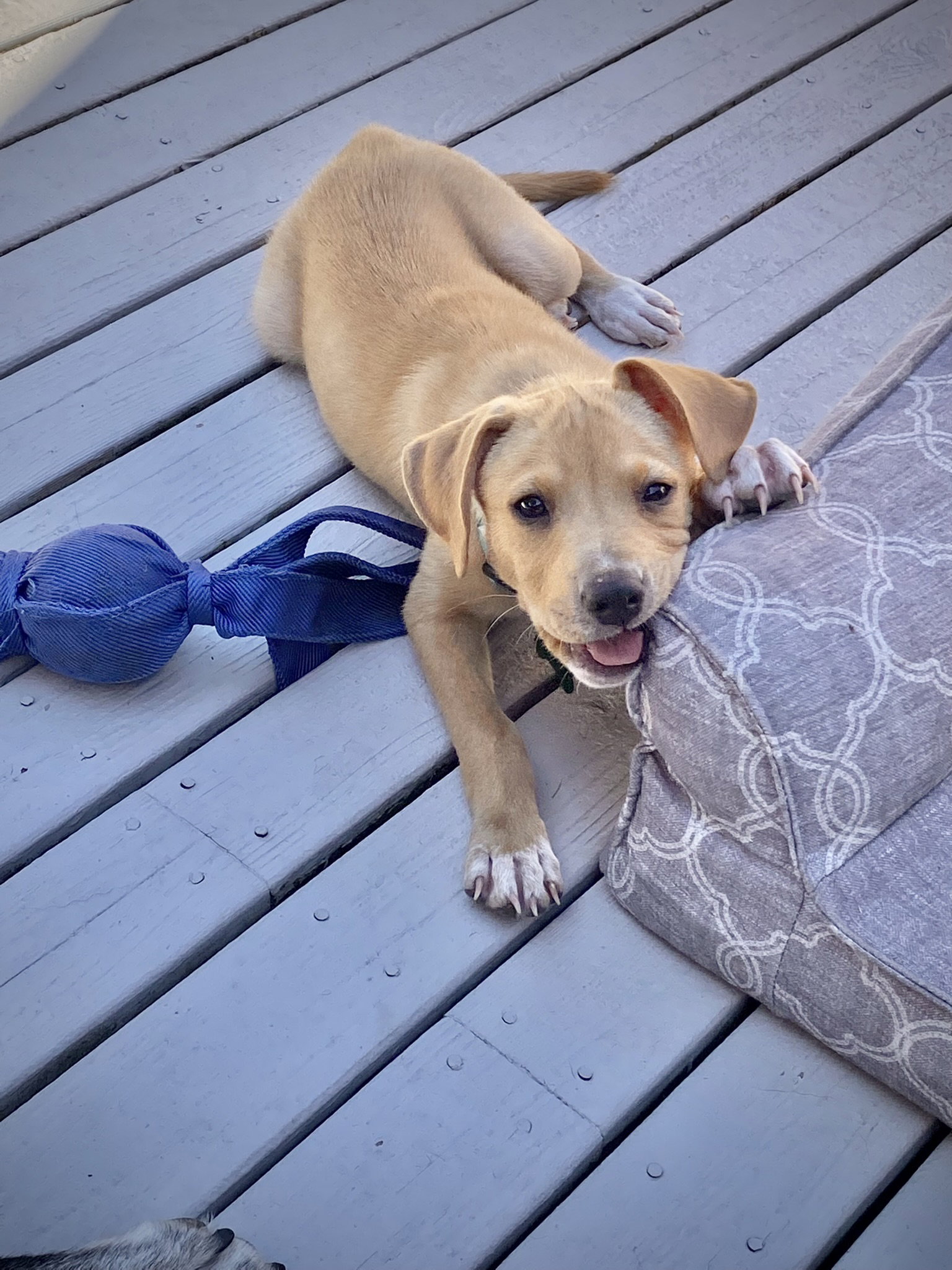 Dog for Adoption - Pippy - Cutest Puppy!, a Chihuahua in Thurston ...