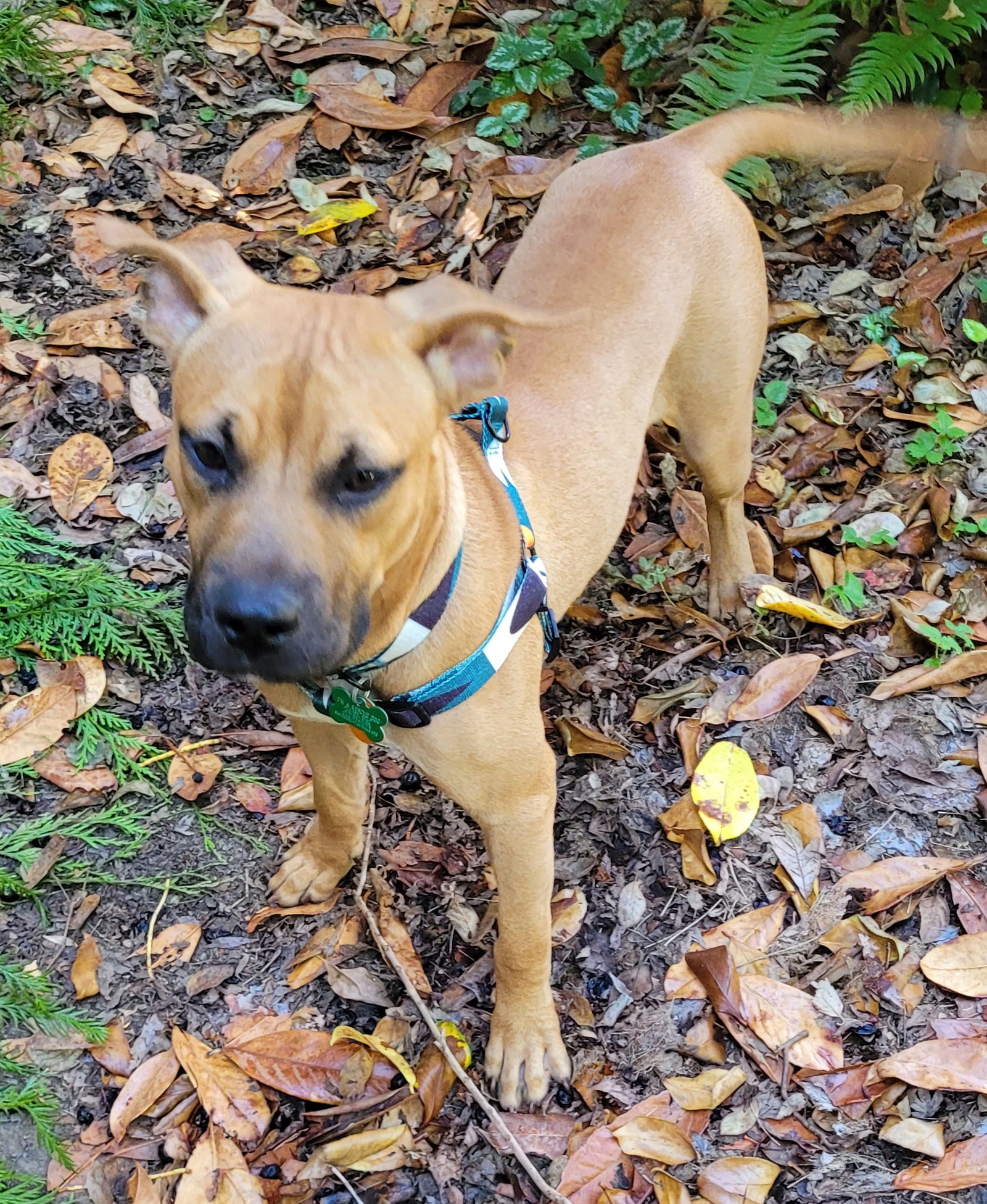 Dog for Adoption - Pokey - Adorable Boy, a Rhodesian Ridgeback in ...