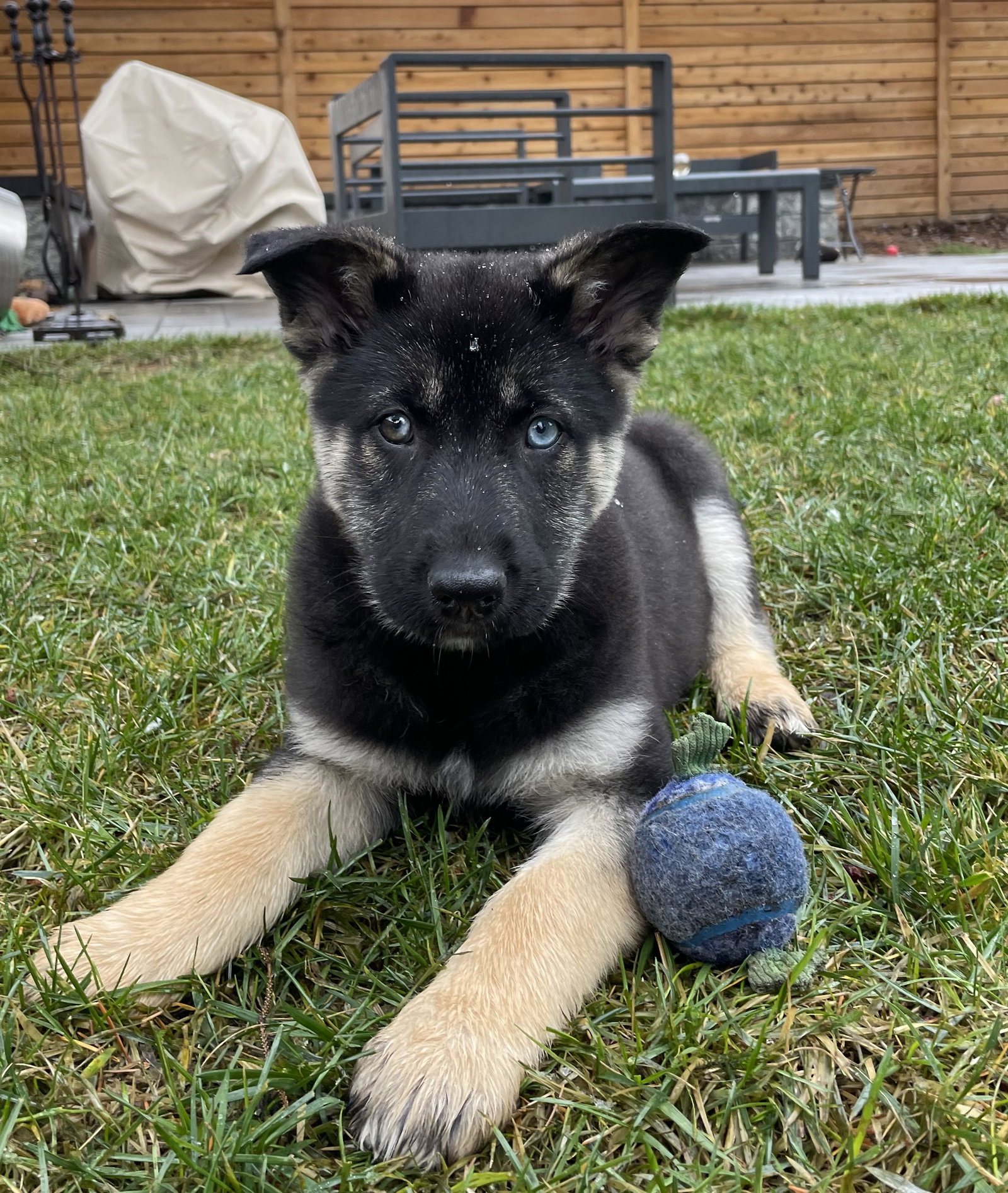 Dog for Adoption - Ainsley - Beautiful Shep Mix Pup, a Shepherd in ...