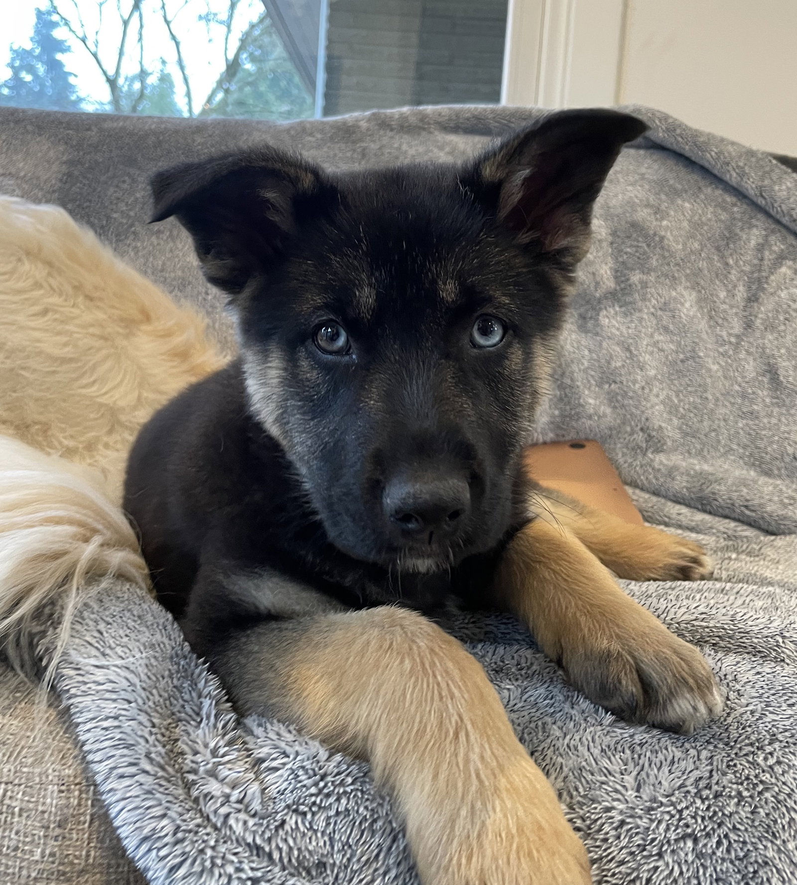 Dog for Adoption - Ainsley - Beautiful Shep Mix Pup, a Shepherd in ...