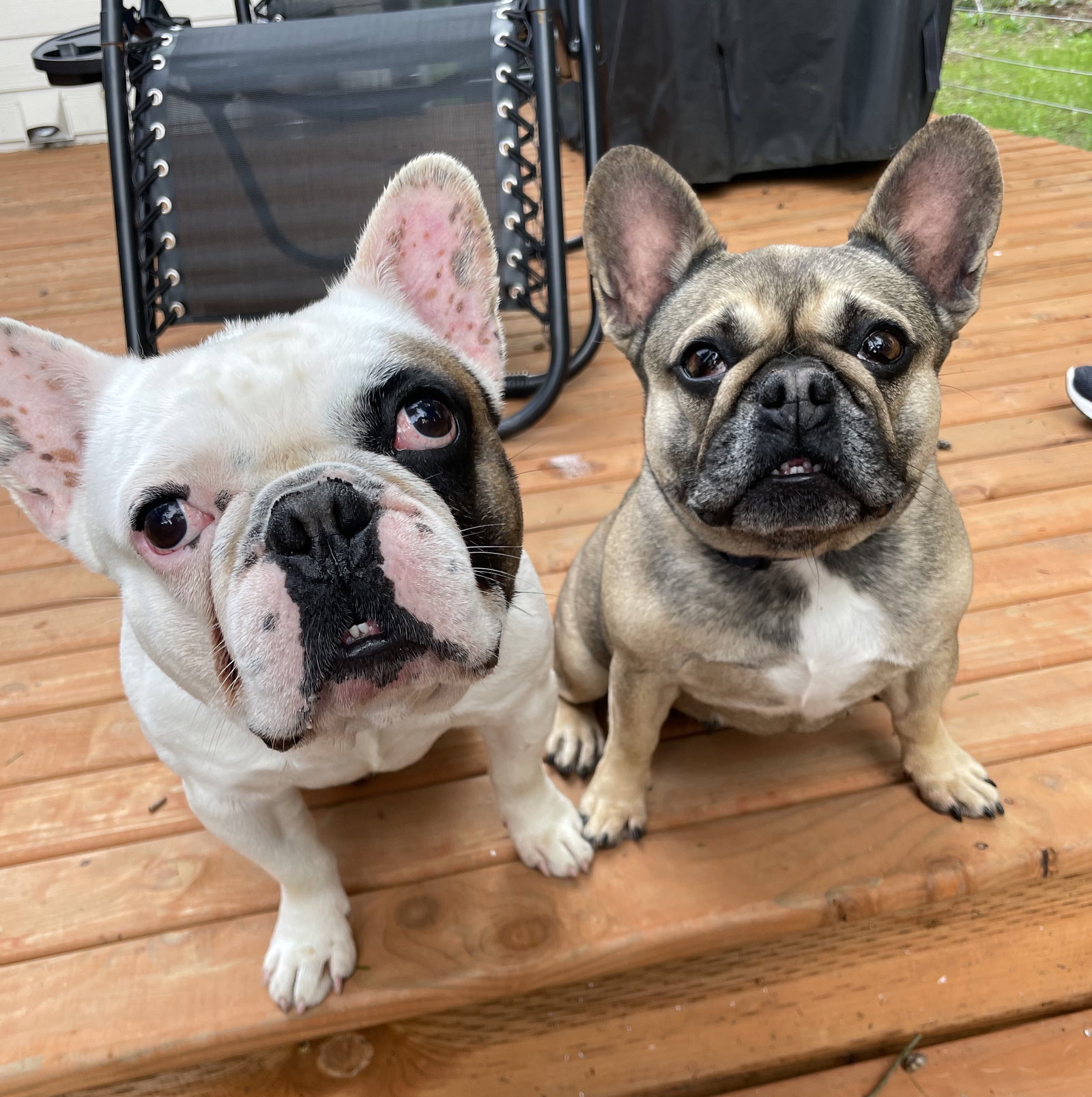 Dog for Adoption - Bambi and Gizmo - Frenchie Pair, a French Bulldog in ...