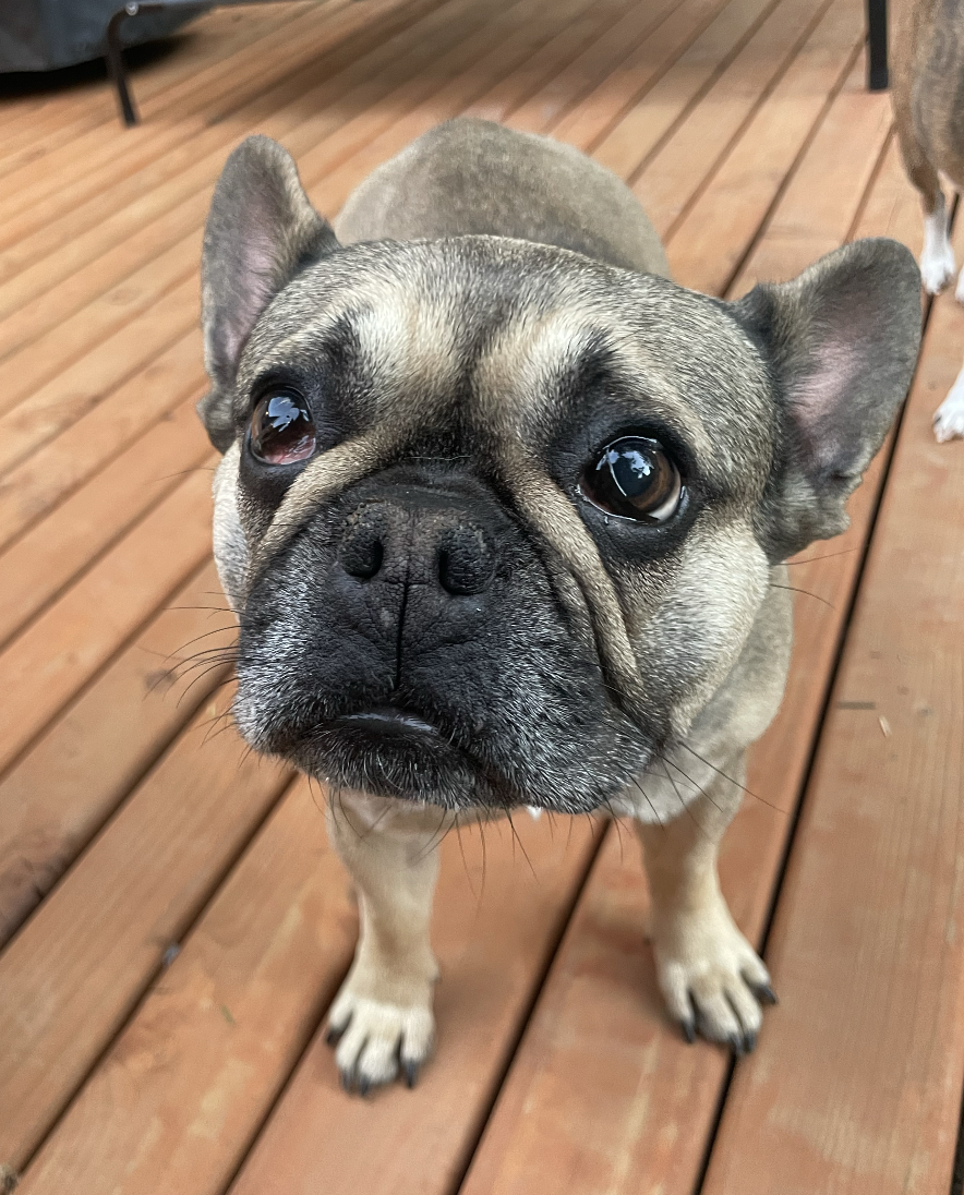 Dog for Adoption - Bambi and Gizmo - Frenchie Pair, a French Bulldog in ...