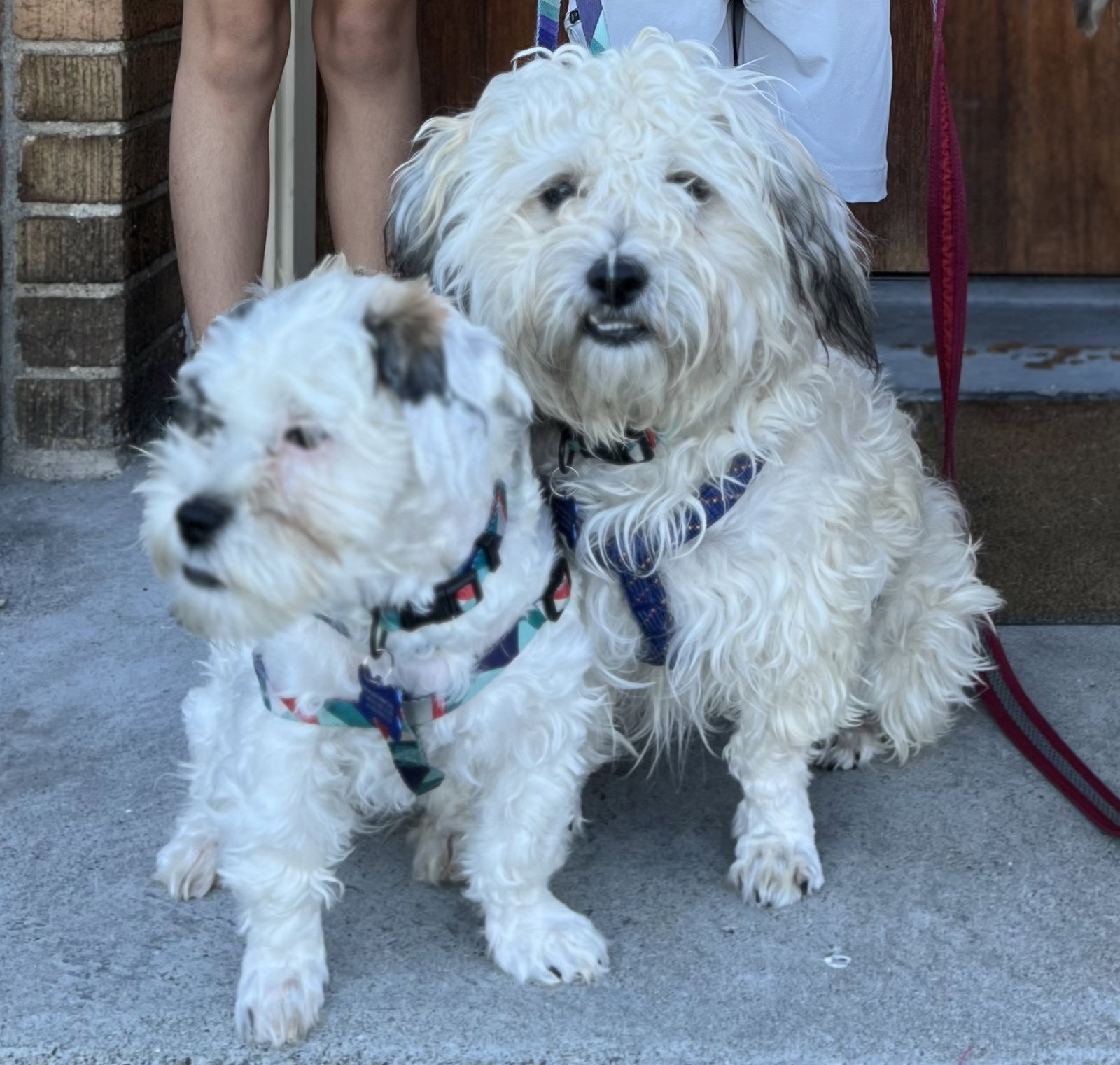 Dog for Adoption - Osito and Oreo - A lovely bonded pair, a Shih Tzu in ...