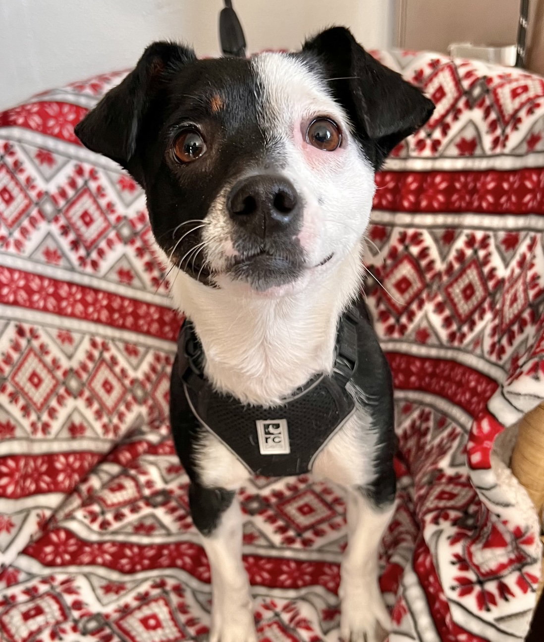 Dog for Adoption - Jack - Happy Little Fella, a Jack Russell Terrier in ...