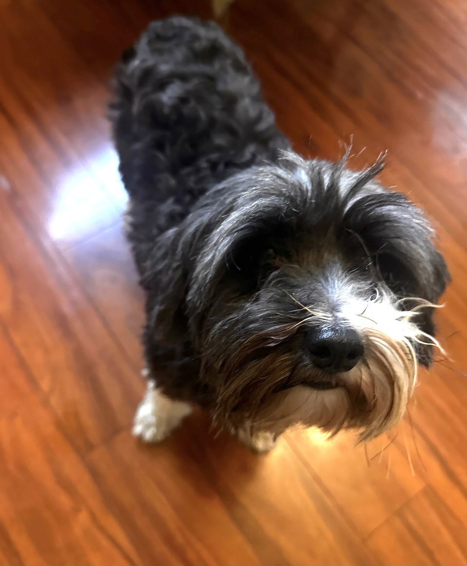 Dog for Adoption - Baxter and Buddy - Maltese Buddies, a Maltese in ...
