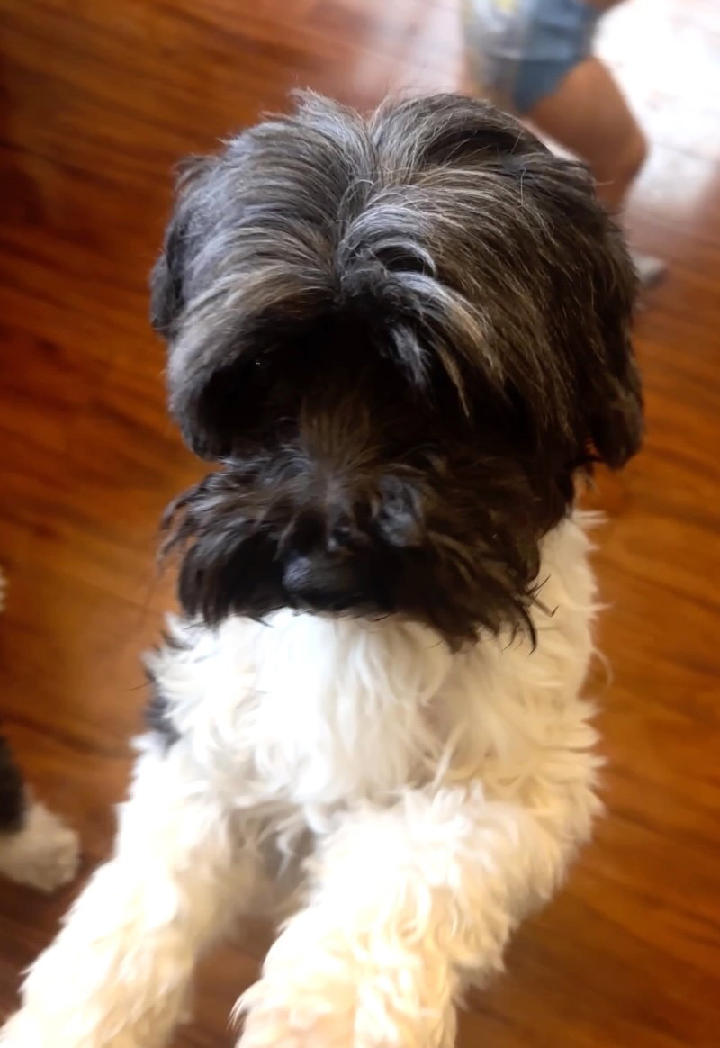 Dog for Adoption - Baxter and Buddy - Maltese Buddies, a Maltese in ...