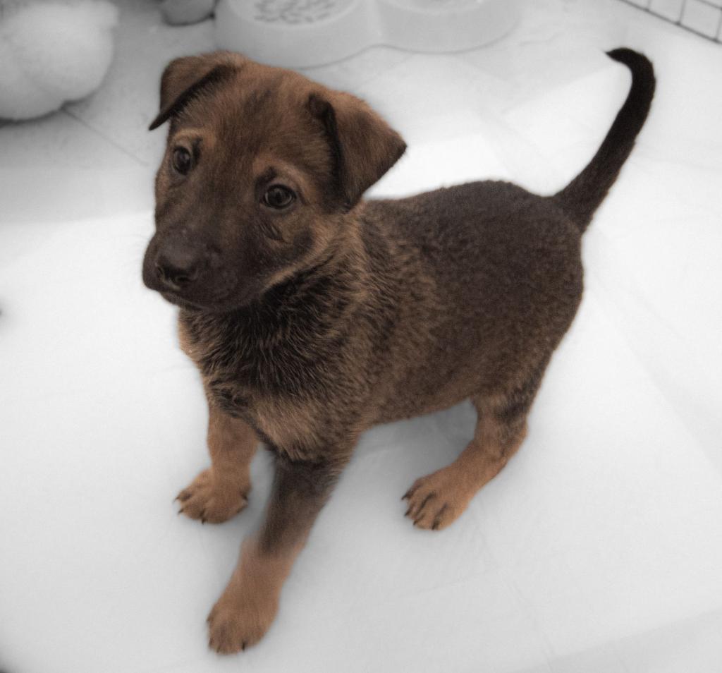 Available Dogs – Saving Great Animals