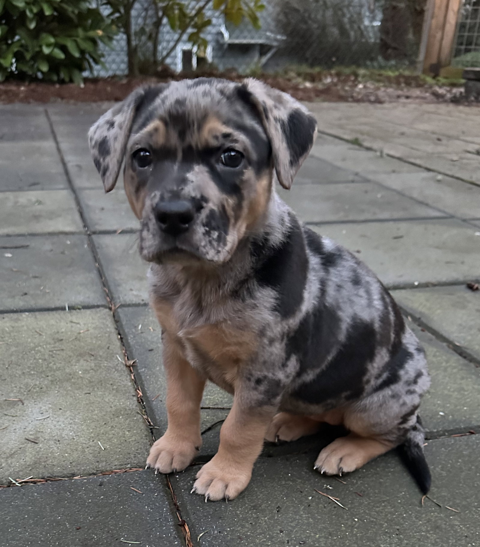 Dog for Adoption - Brie - The Cutest Pup Alive, a Shepherd in Prairie ...