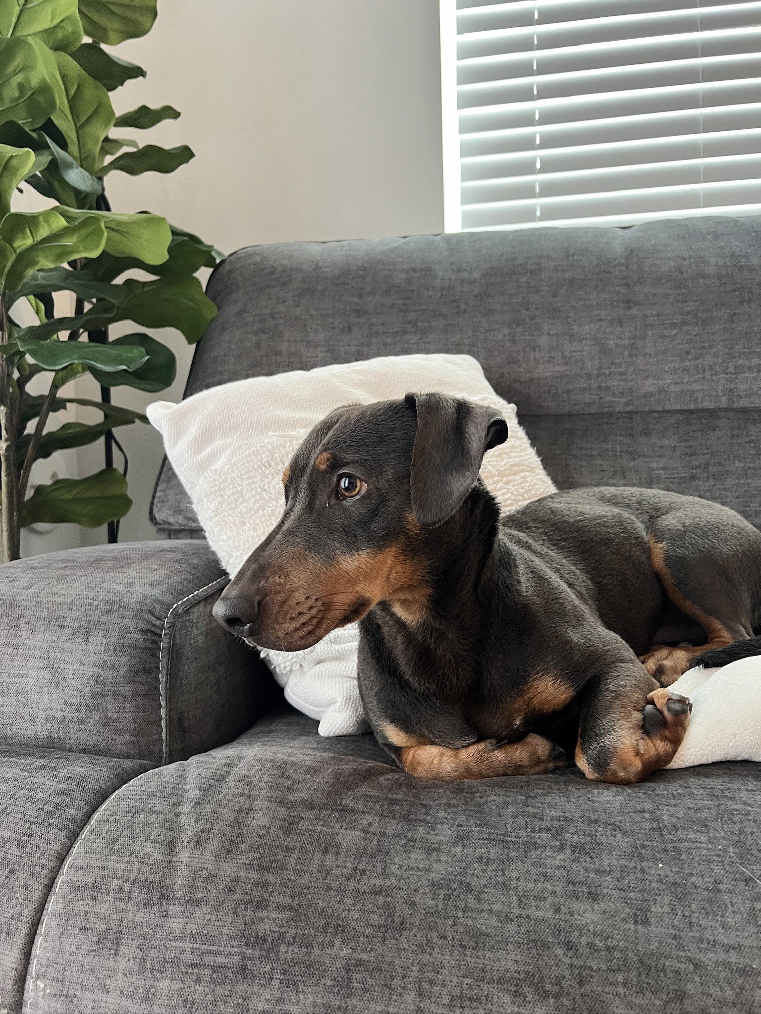 Dog adoption in Bellevue, WA 98008: Dachshund / Mixed (short coat) Dog ...