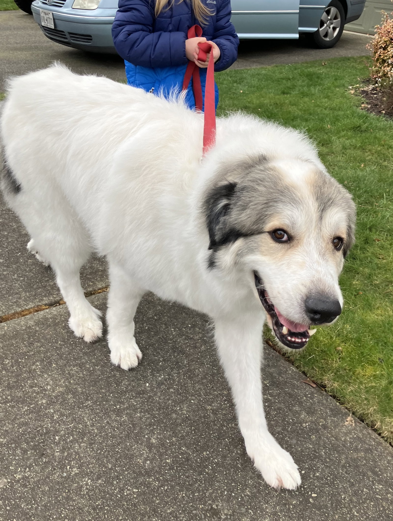 Dog for Adoption - Sarah - Beautiful Pyrenees, a Great Pyrenees in ...