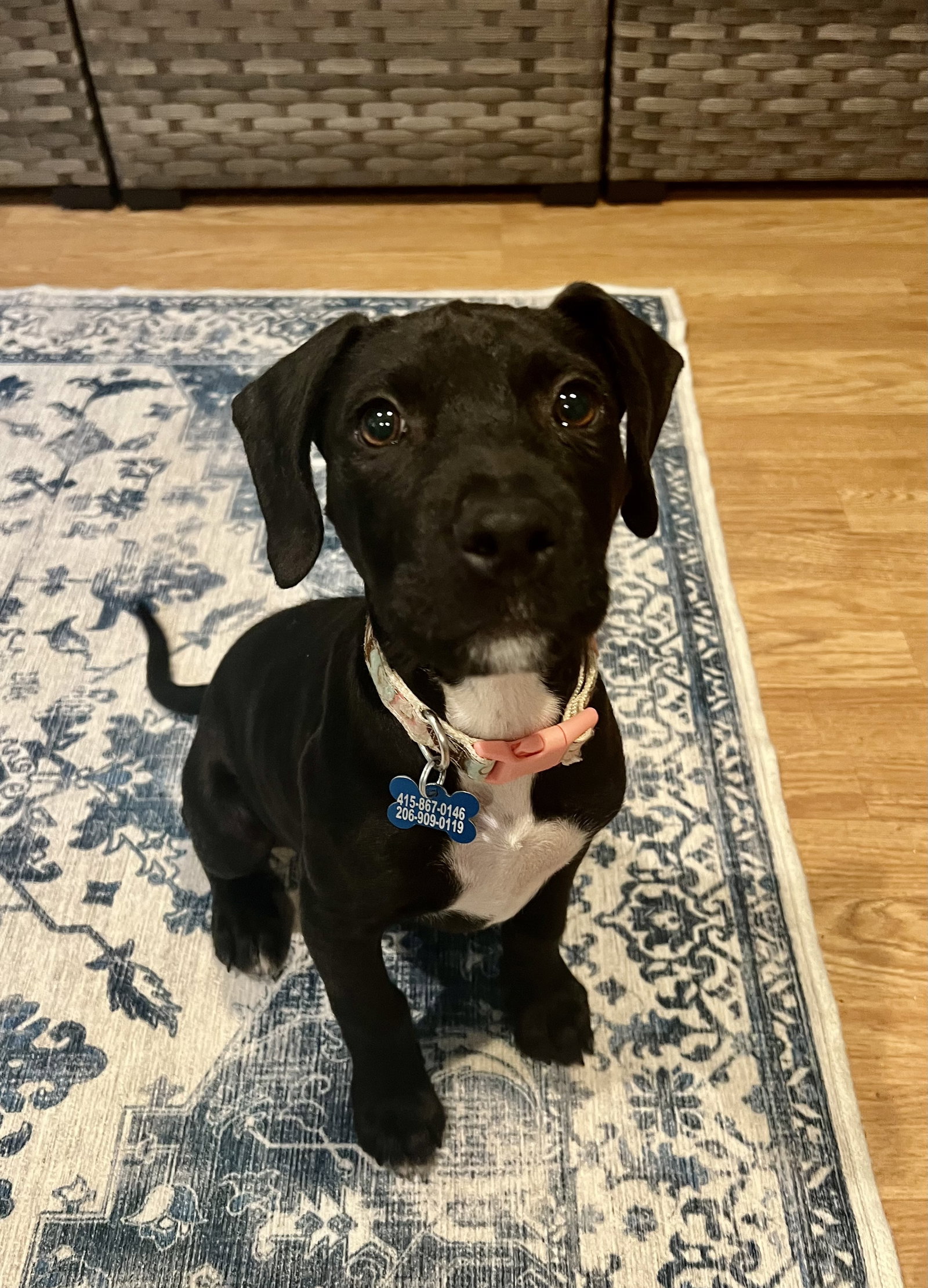 Dog for Adoption - Phineas, a Labrador Retriever in Normandy Park, WA ...