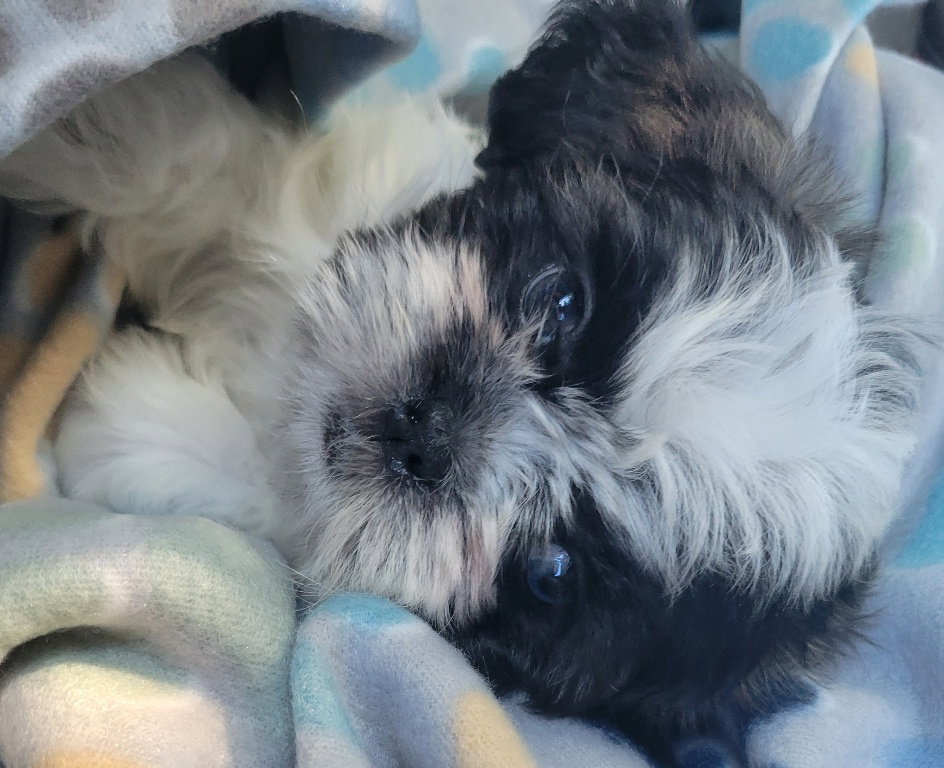 Dog for Adoption - Sleepy Shih Tzu, a Shih Tzu in Hill Country Village ...