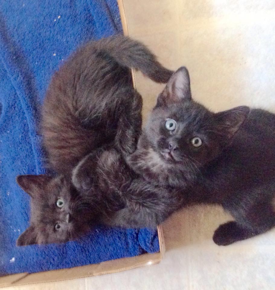 Burmese Mix Kittens