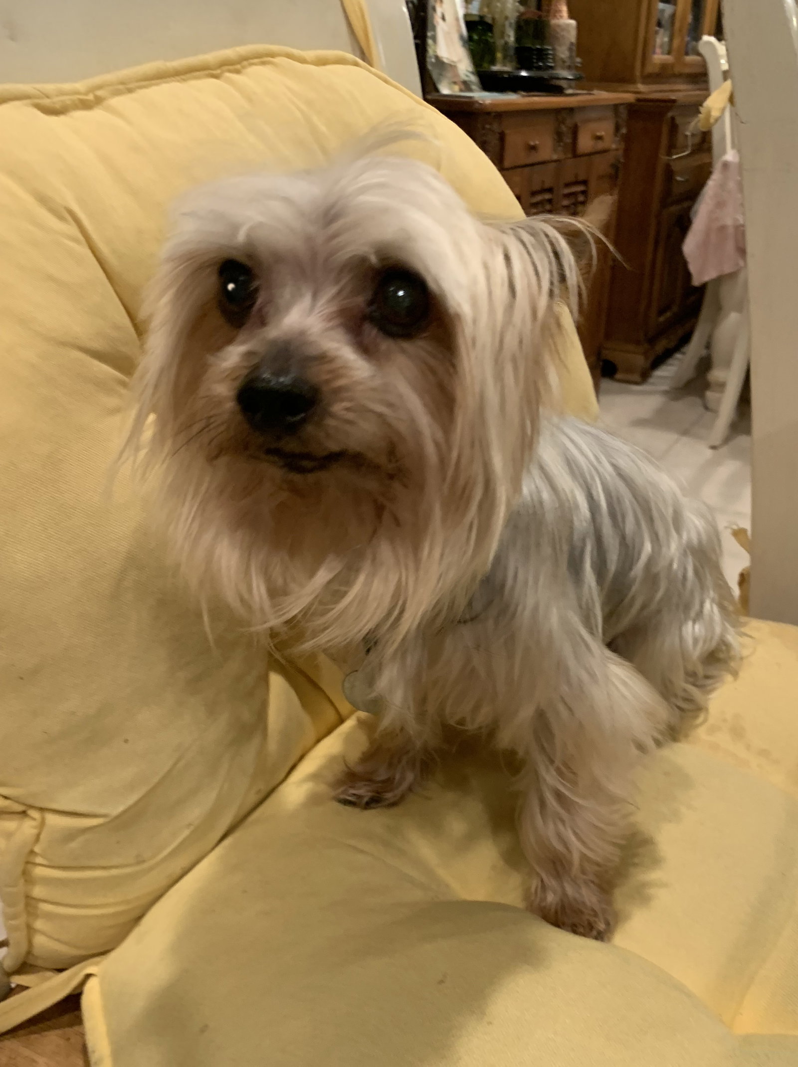 Dog for Adoption - Barry, a Yorkshire Terrier Yorkie in Los Angeles, CA ...