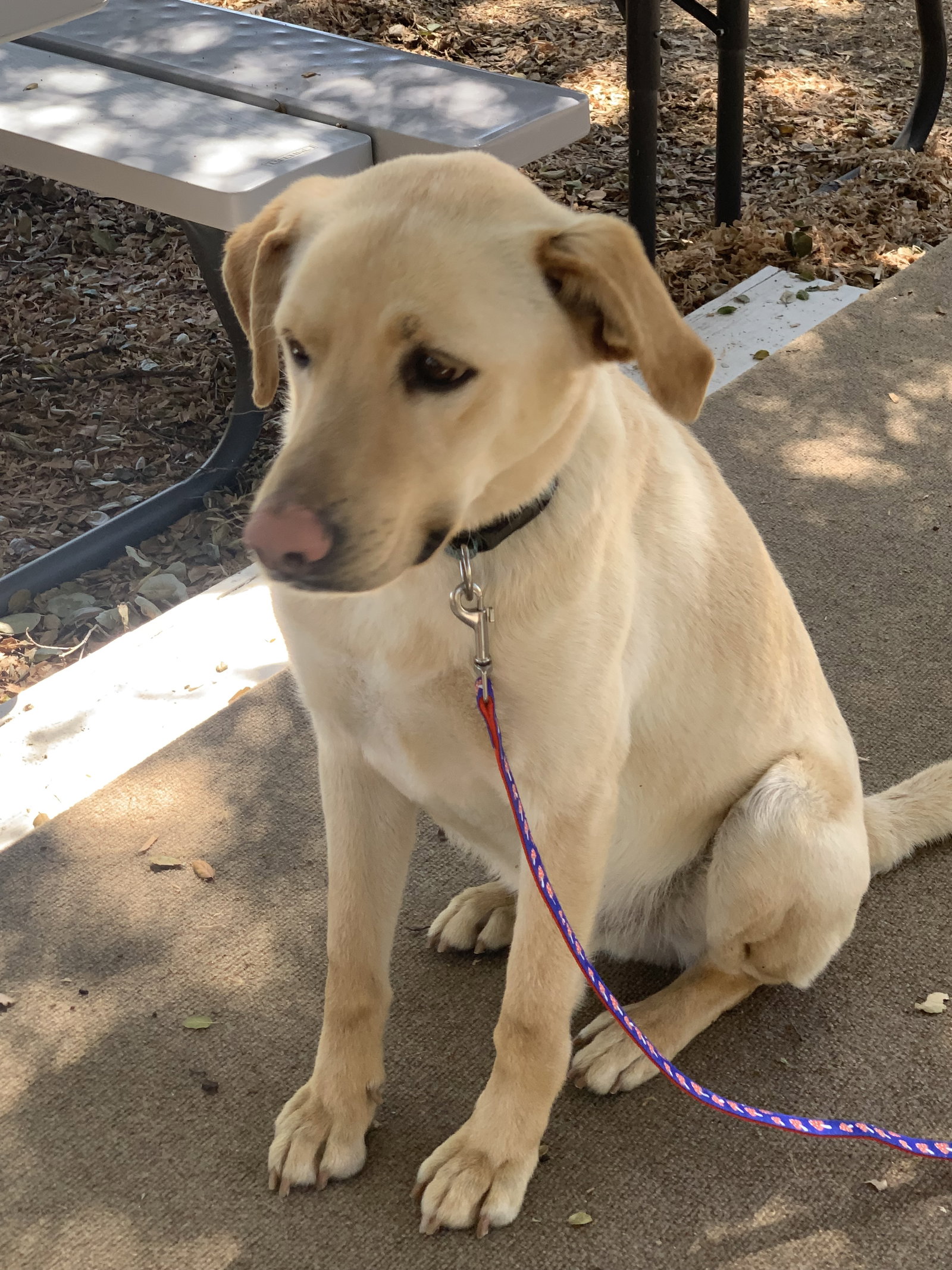 Dog for Adoption - Buddy, a Labrador Retriever in Downey, CA | Alpha Paw