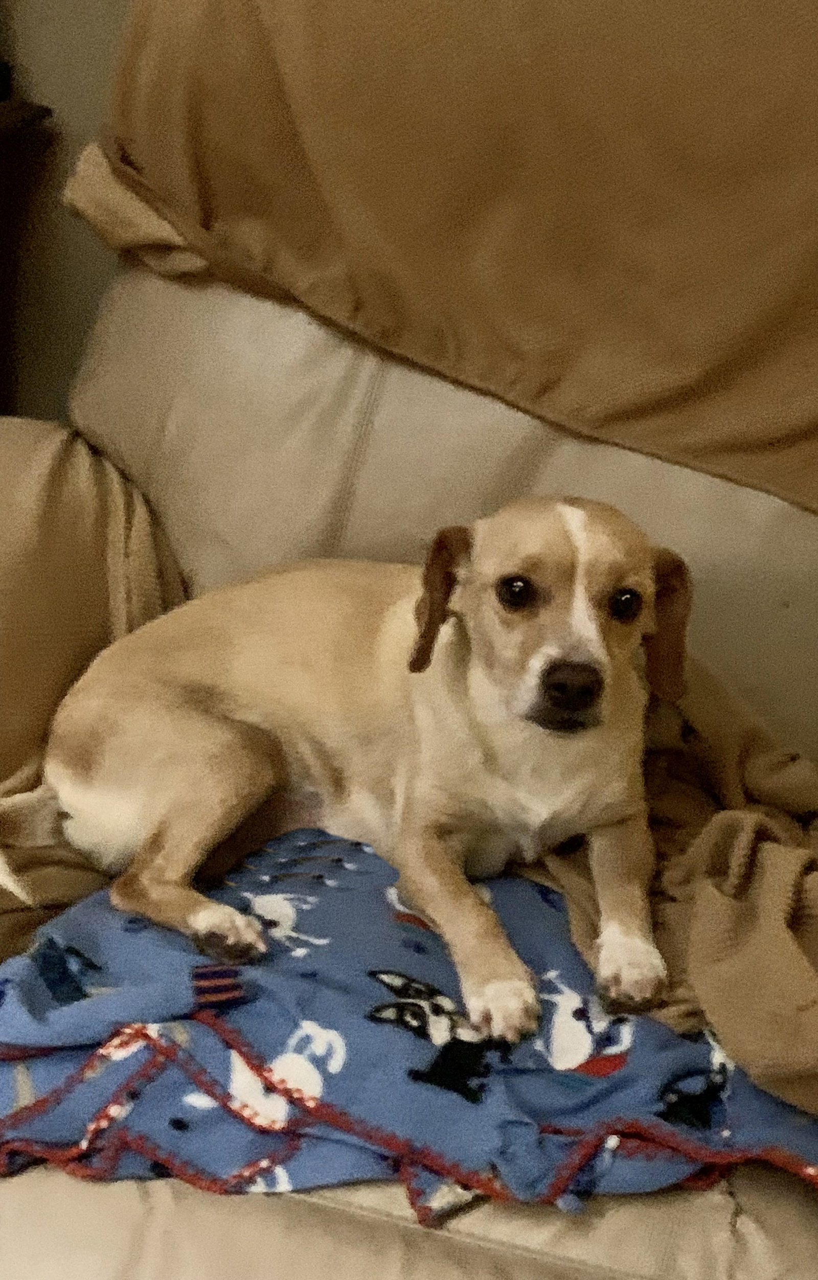 Dog for Adoption - Mimi, a Beagle in Ventura, CA | Alpha Paw