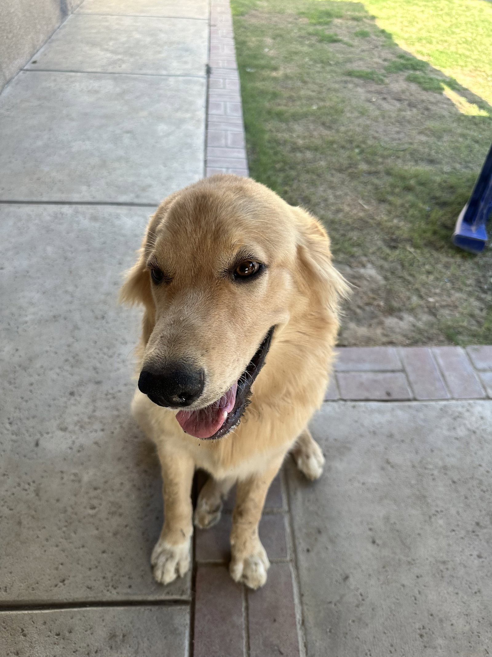 Dog for Adoption - Marky, a Golden Retriever in Covina, CA | Alpha Paw