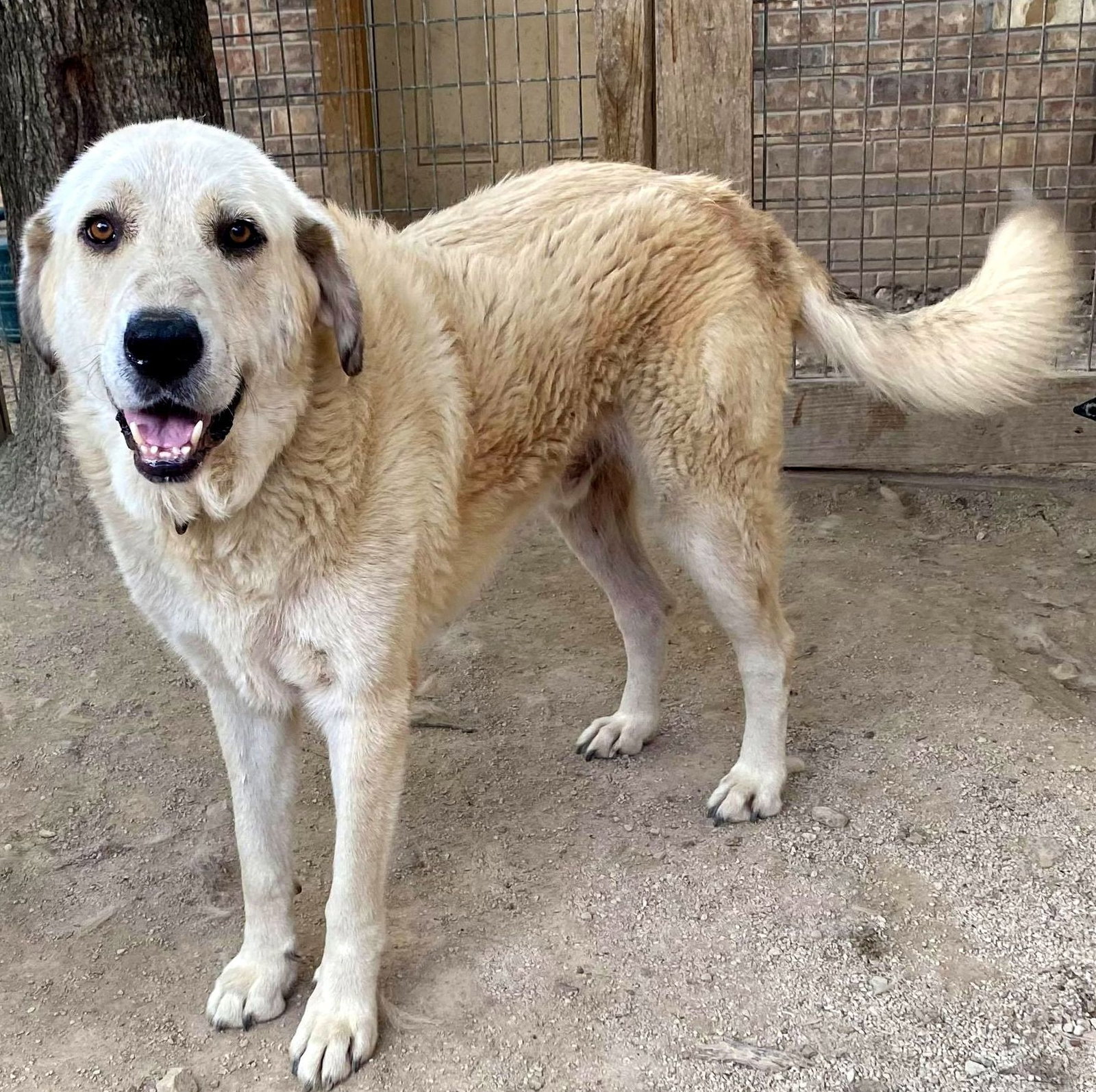 TEXAS, GAINESVILLE; "SAM"'s Web Page
