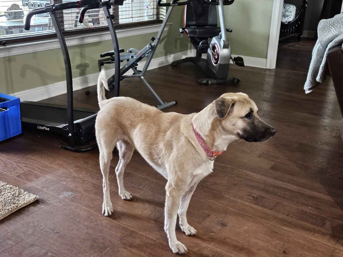 Dog for Adoption - FLORIDA, PANAMA CITY; *URGENT* "PEBBLES", a ...