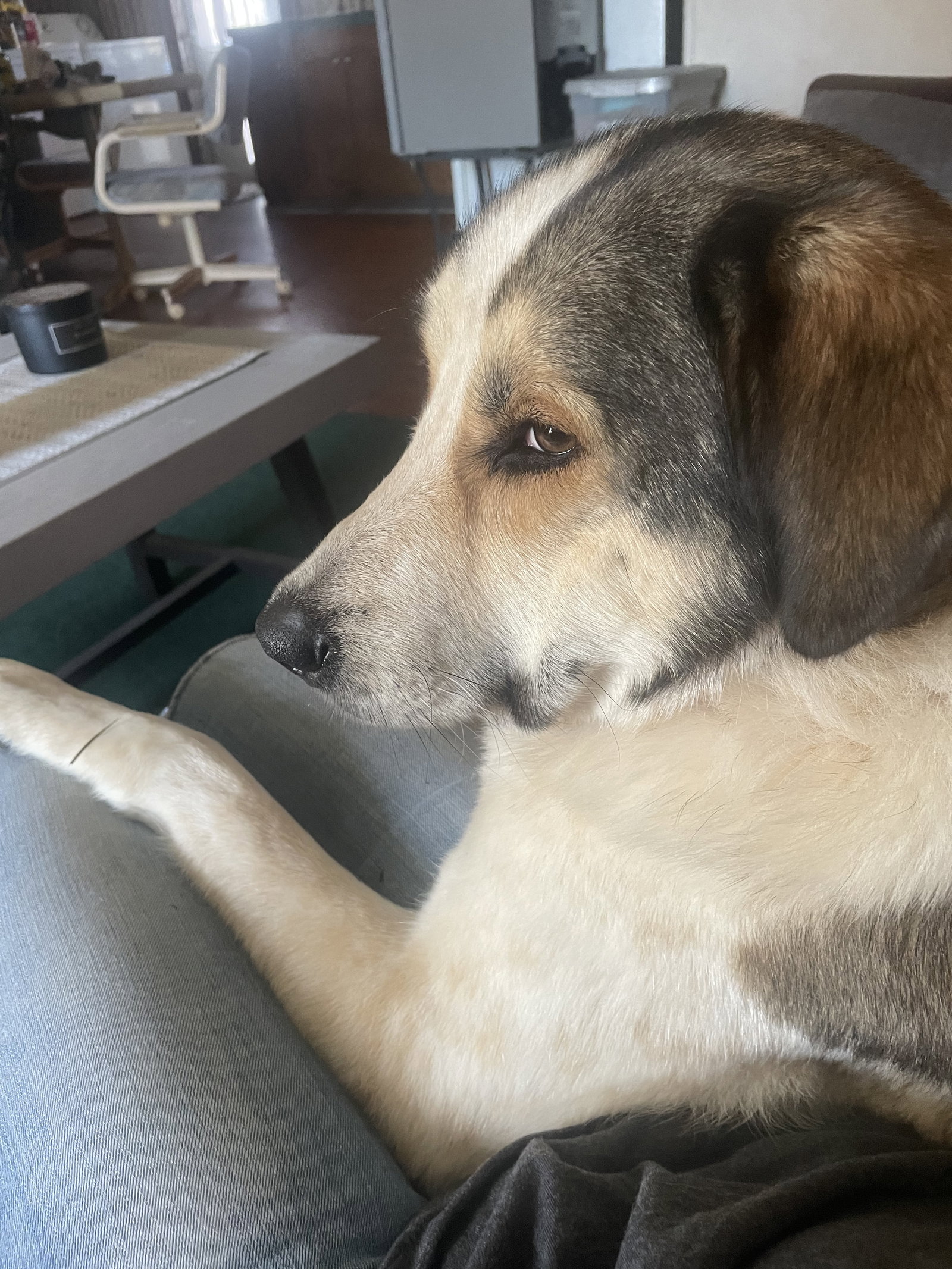 Dog for Adoption - GEORGIA, SAVANNAH (AREA); "NOLA", a Anatolian ...
