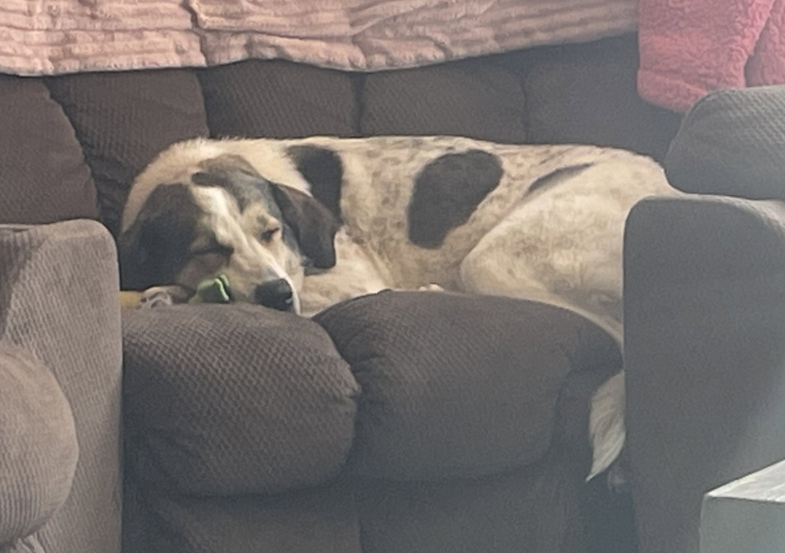 Dog for Adoption - GEORGIA, SAVANNAH (AREA); "NOLA", a Anatolian ...