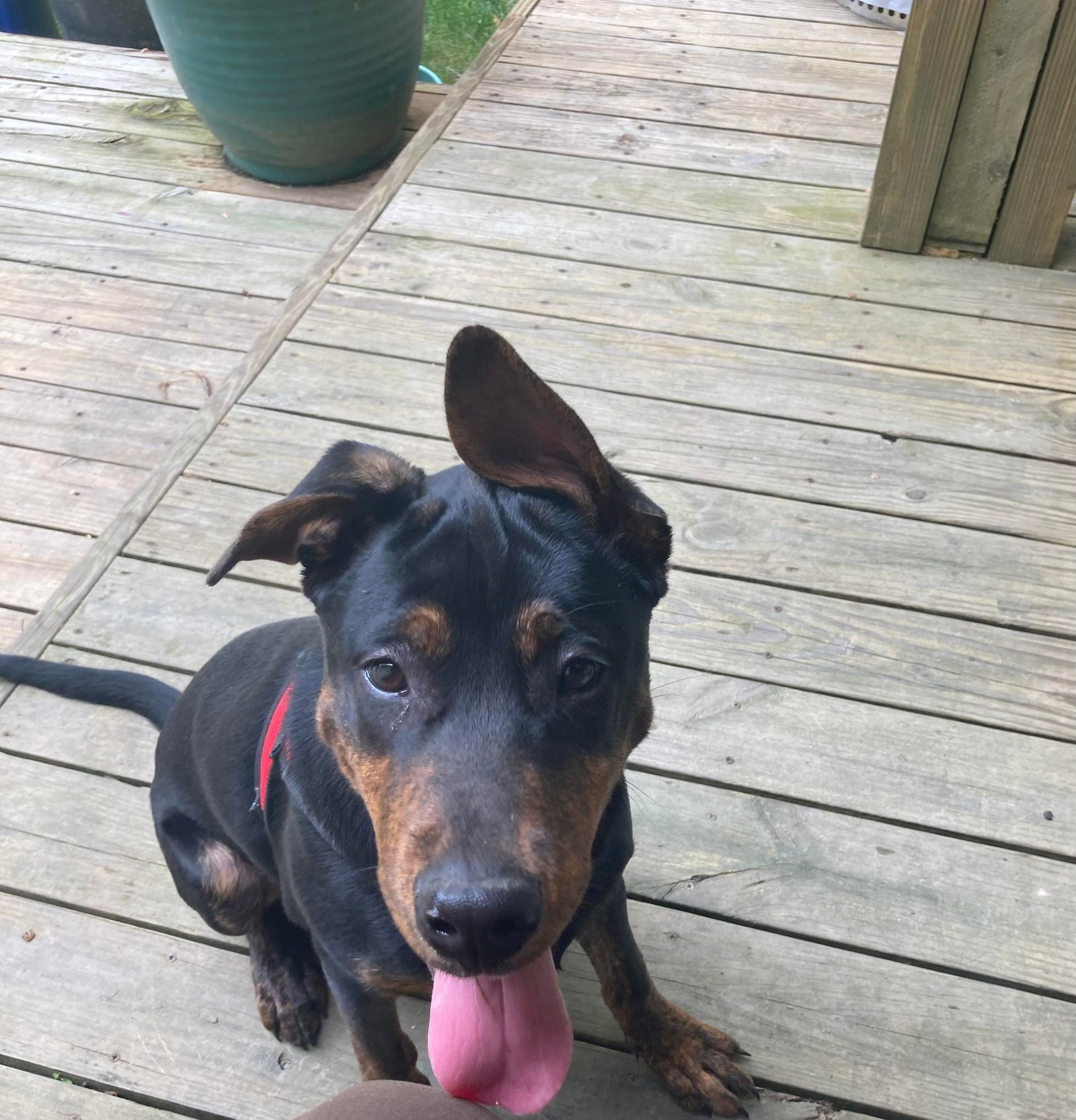 Dog for Adoption - Ringo, a Australian Cattle Dog/Blue Heeler in ...