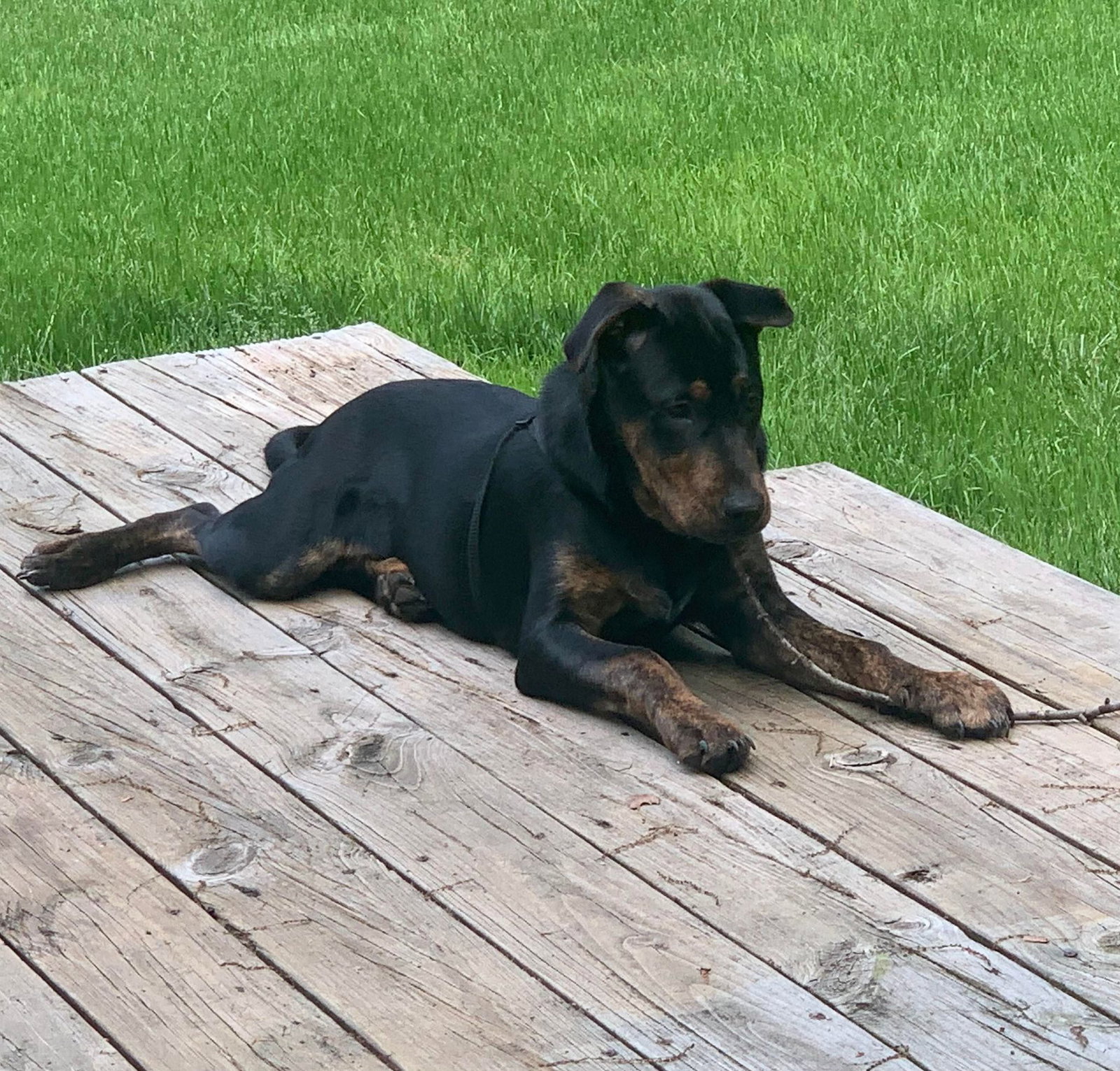 Dog for Adoption - Ringo, a Australian Cattle Dog/Blue Heeler in ...