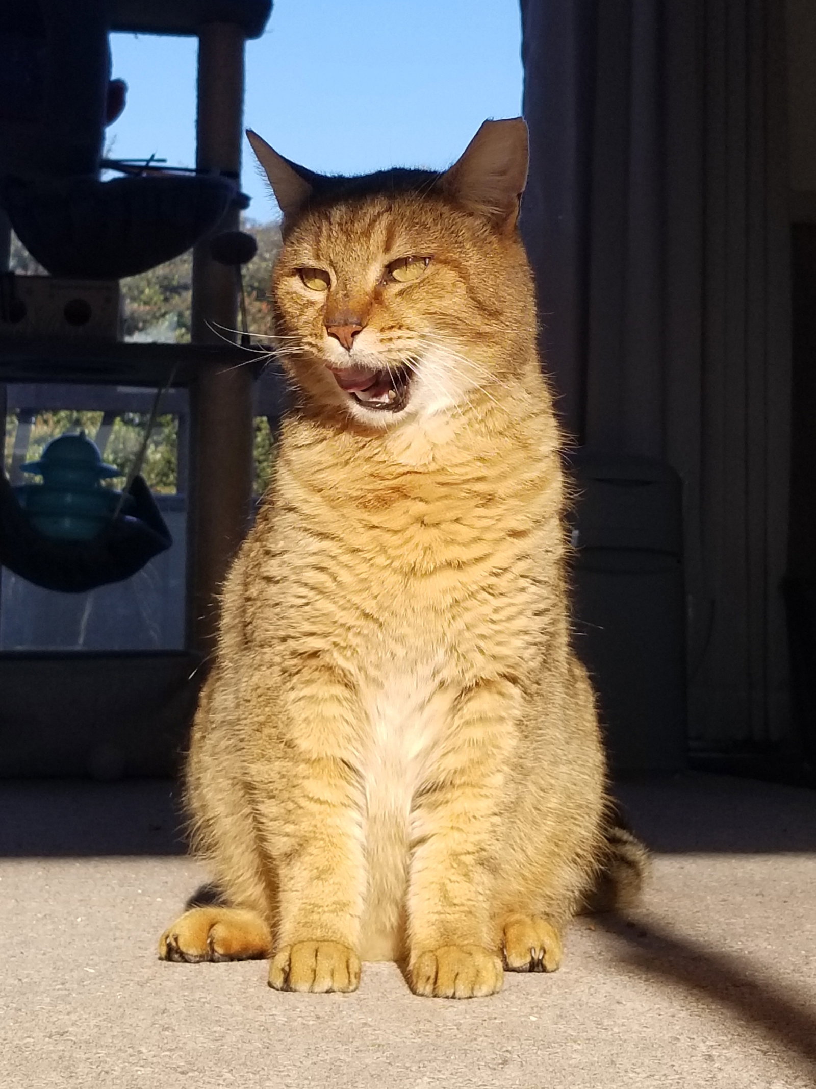 Cats for Adoption in Dulles Town Center, Virginia | Alpha Paw