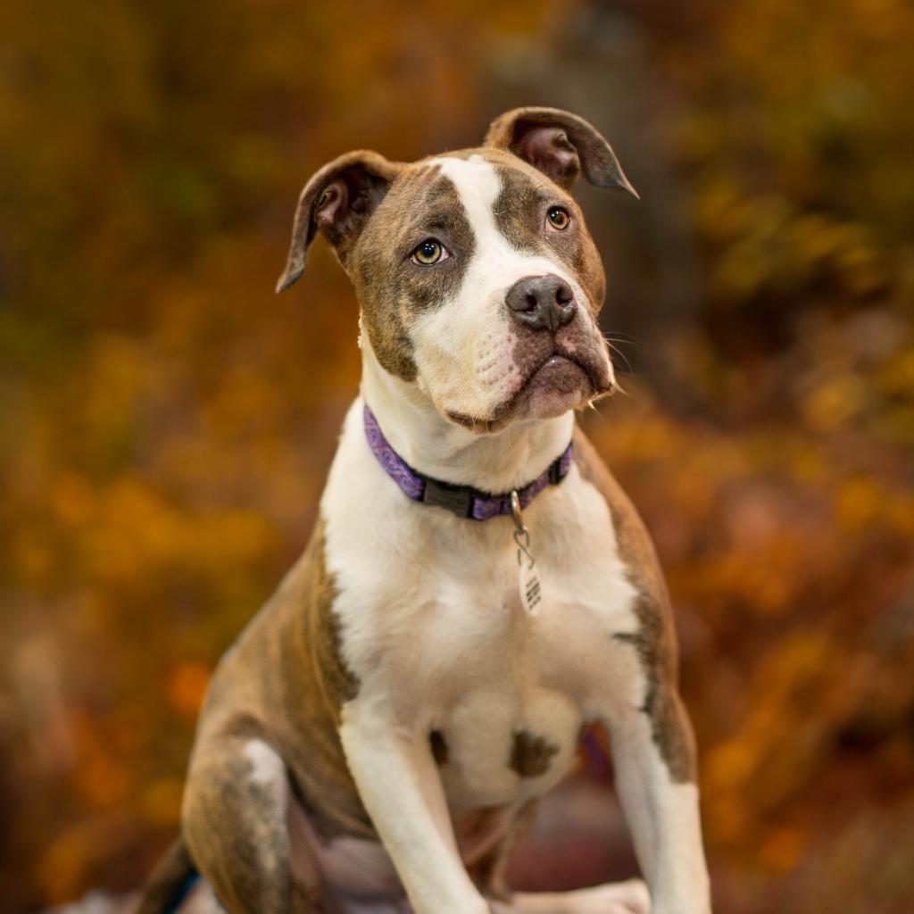 Dog for Adoption - Norman, a American Pit Bull Terrier in New ...