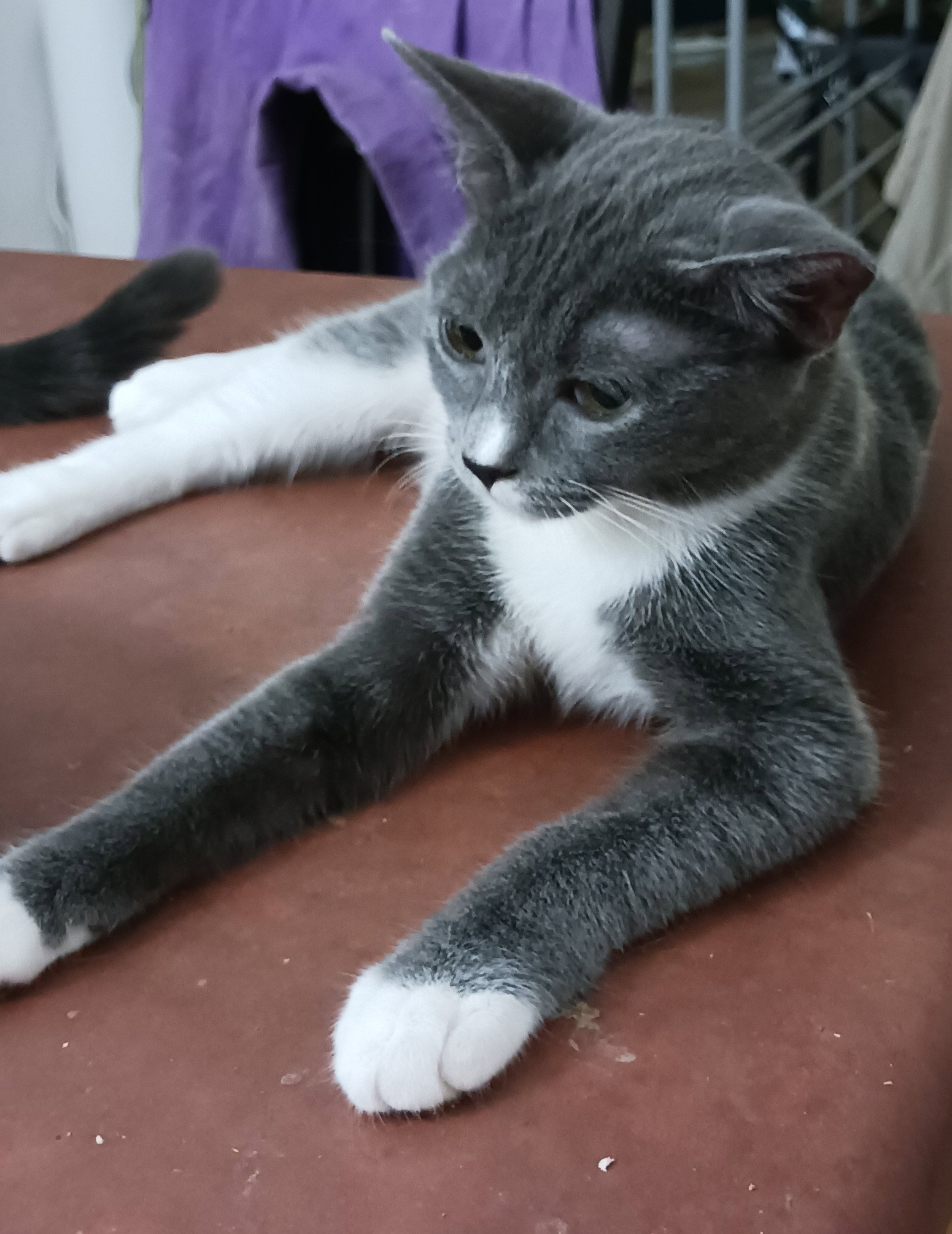 Cat adoption in Glendale, AZ 85306: Domestic Short Hair (short coat) Cat "Clayton"