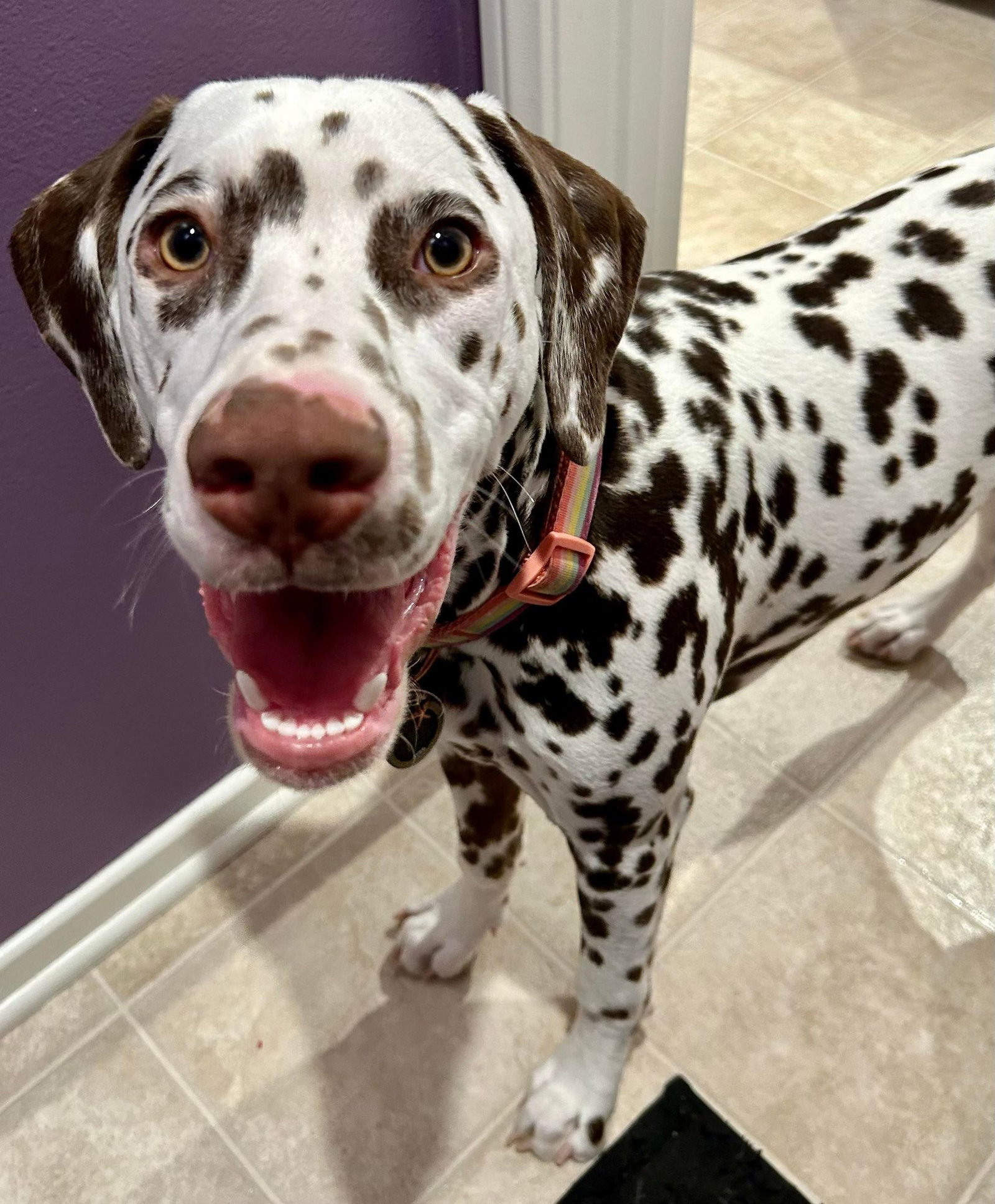 Dog for Adoption - Charley, a Dalmatian in Villa Park, CA | Alpha Paw