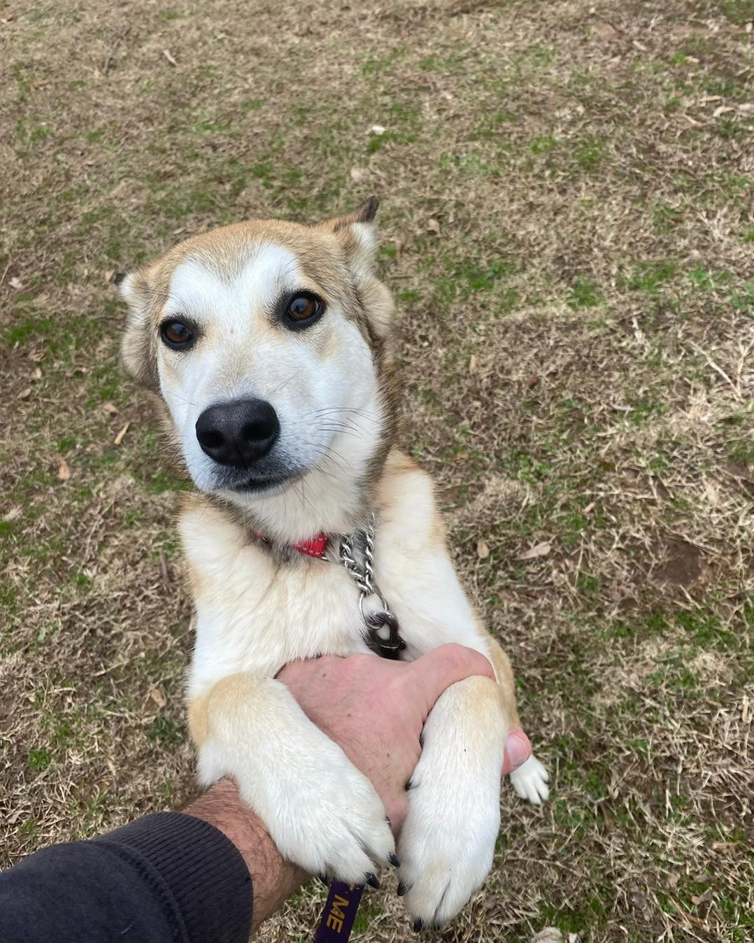 Dog for Adoption - Kelly, a Siberian Husky in Temple, GA | Alpha Paw
