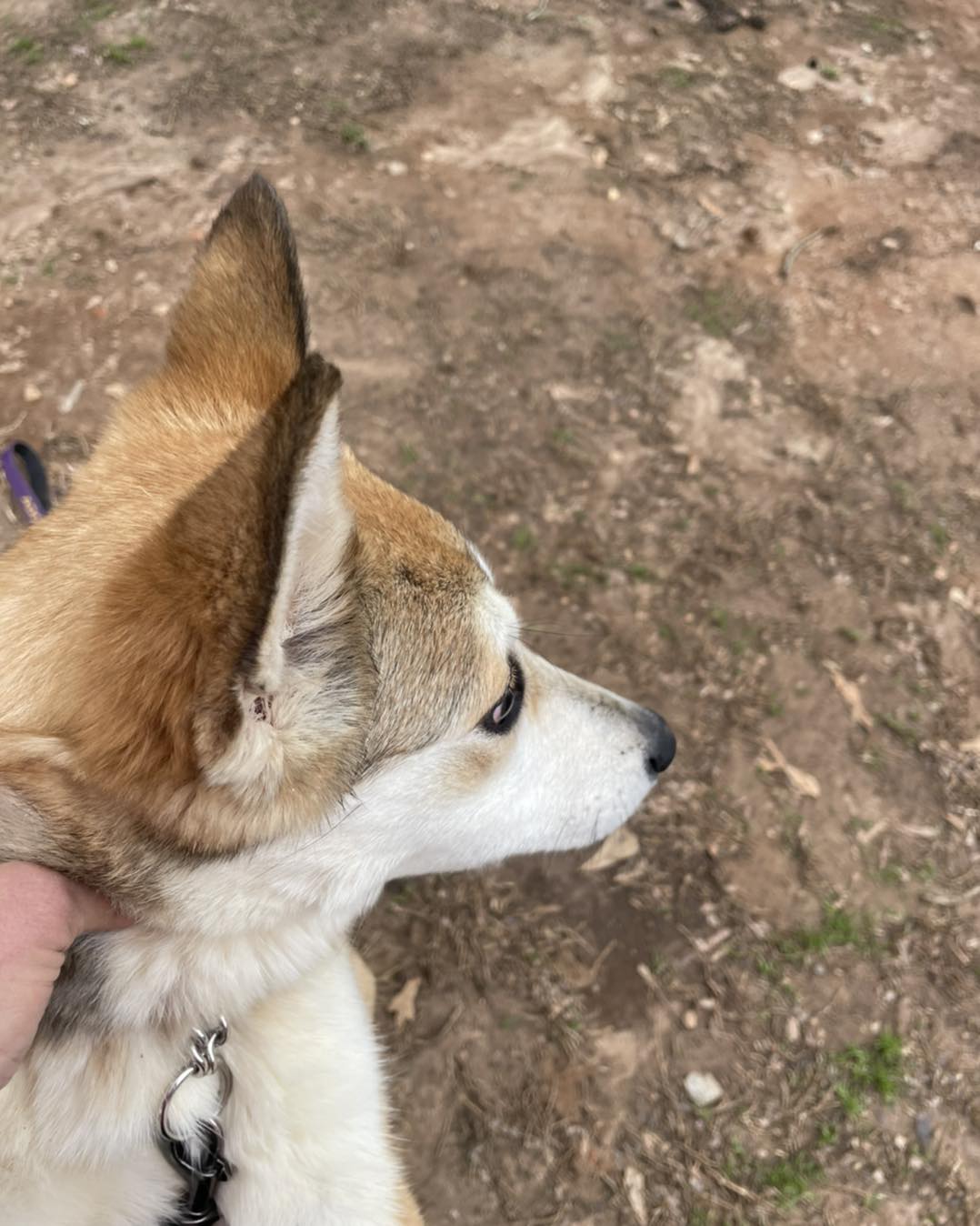 Dog for Adoption - Kelly, a Siberian Husky in Temple, GA | Alpha Paw