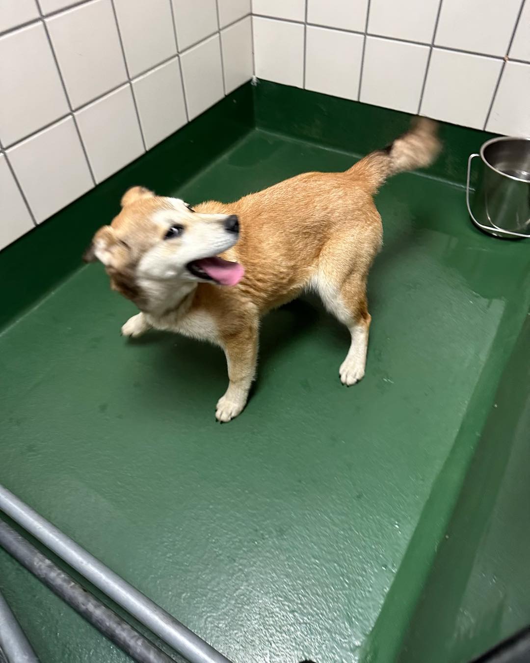 Dog for Adoption - Kelly, a Siberian Husky in Temple, GA | Alpha Paw