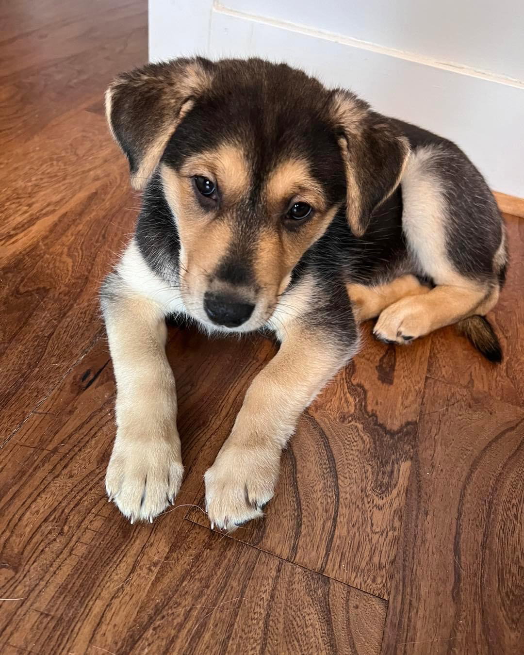 Dog for Adoption - Wednesday, a Siberian Husky in Duluth, GA | Alpha Paw