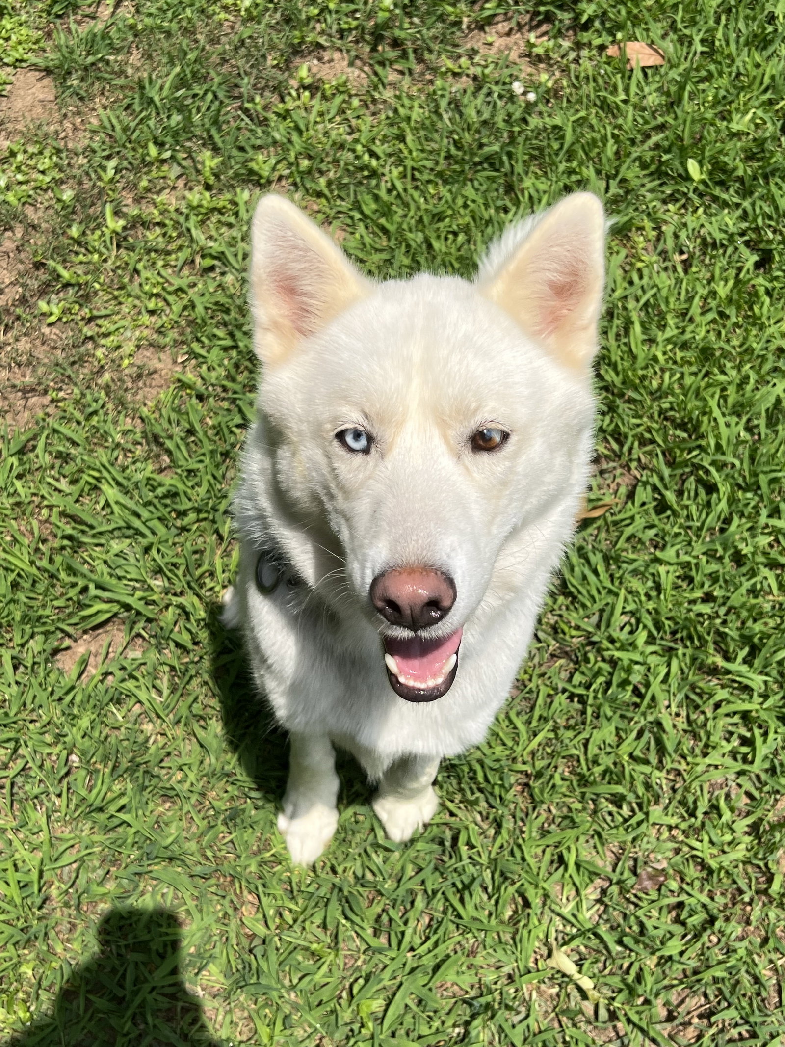 Dog for Adoption - Storm $100 adoption fully vetted, a Siberian Husky ...
