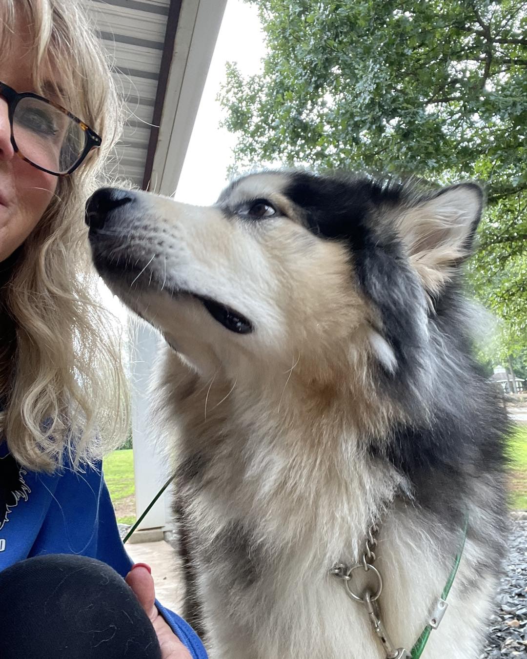 Dog for Adoption - Remi, a Alaskan Malamute in Auburn, GA | Alpha Paw