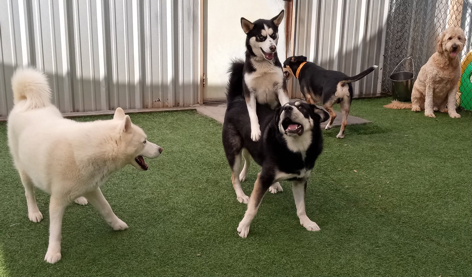 Dog for Adoption - Lola $100 adoption fee ALL DOGS, a Siberian Husky in ...