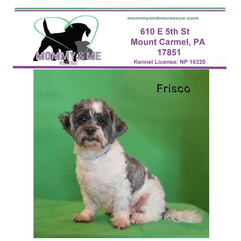 Available Dogs For Adoption - Mommy And Me Rescue