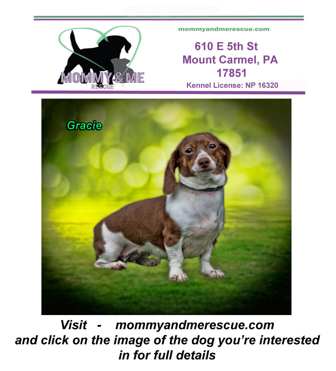 Available Dogs For Adoption - Mommy And Me Rescue