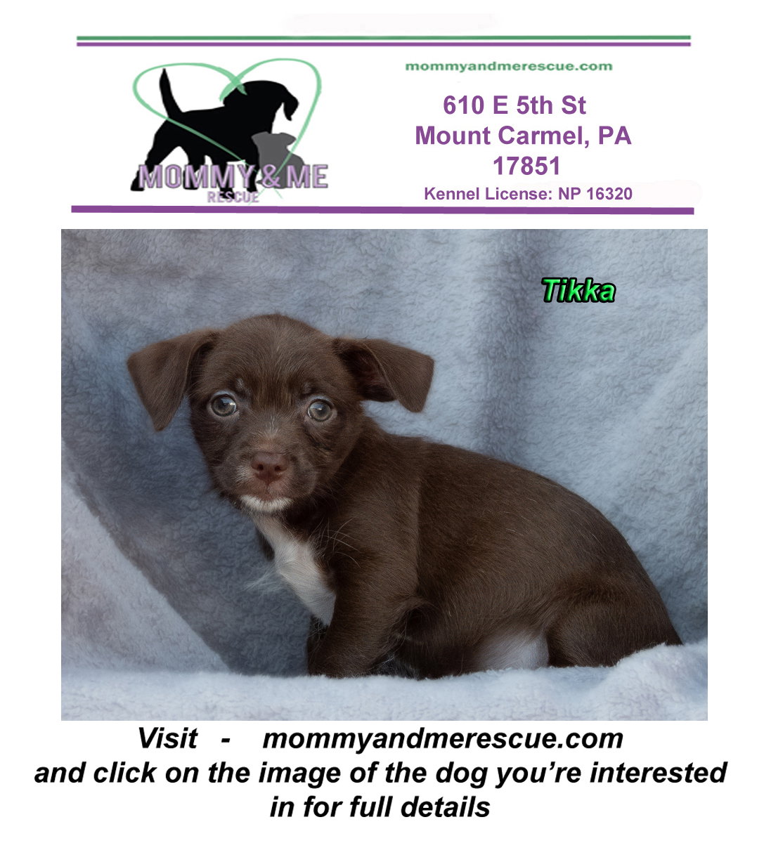 Available Dogs For Adoption - Mommy And Me Rescue