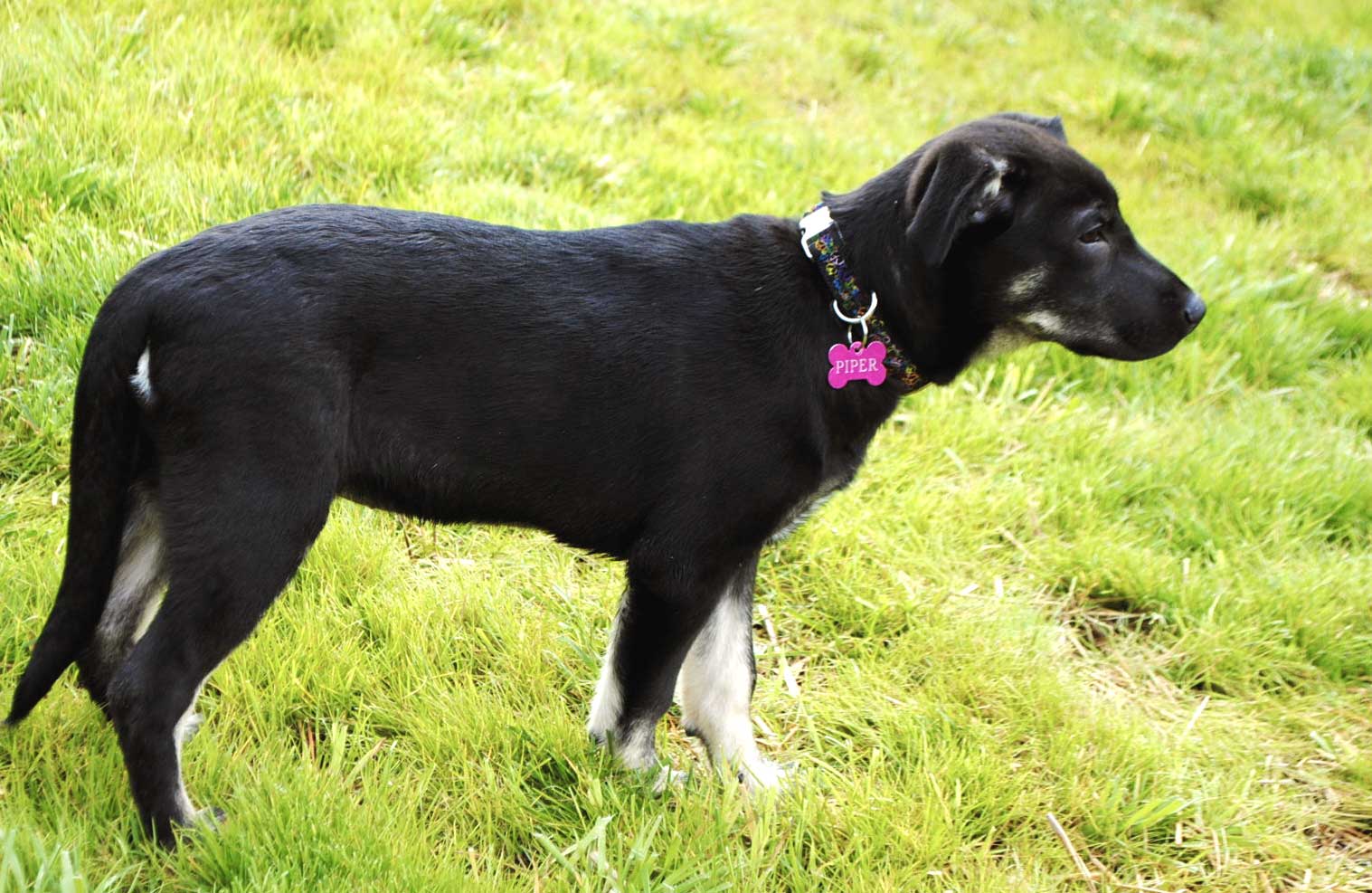 Dog for Adoption - PUPPY PIPER, a German Shepherd Dog in North Haledon ...