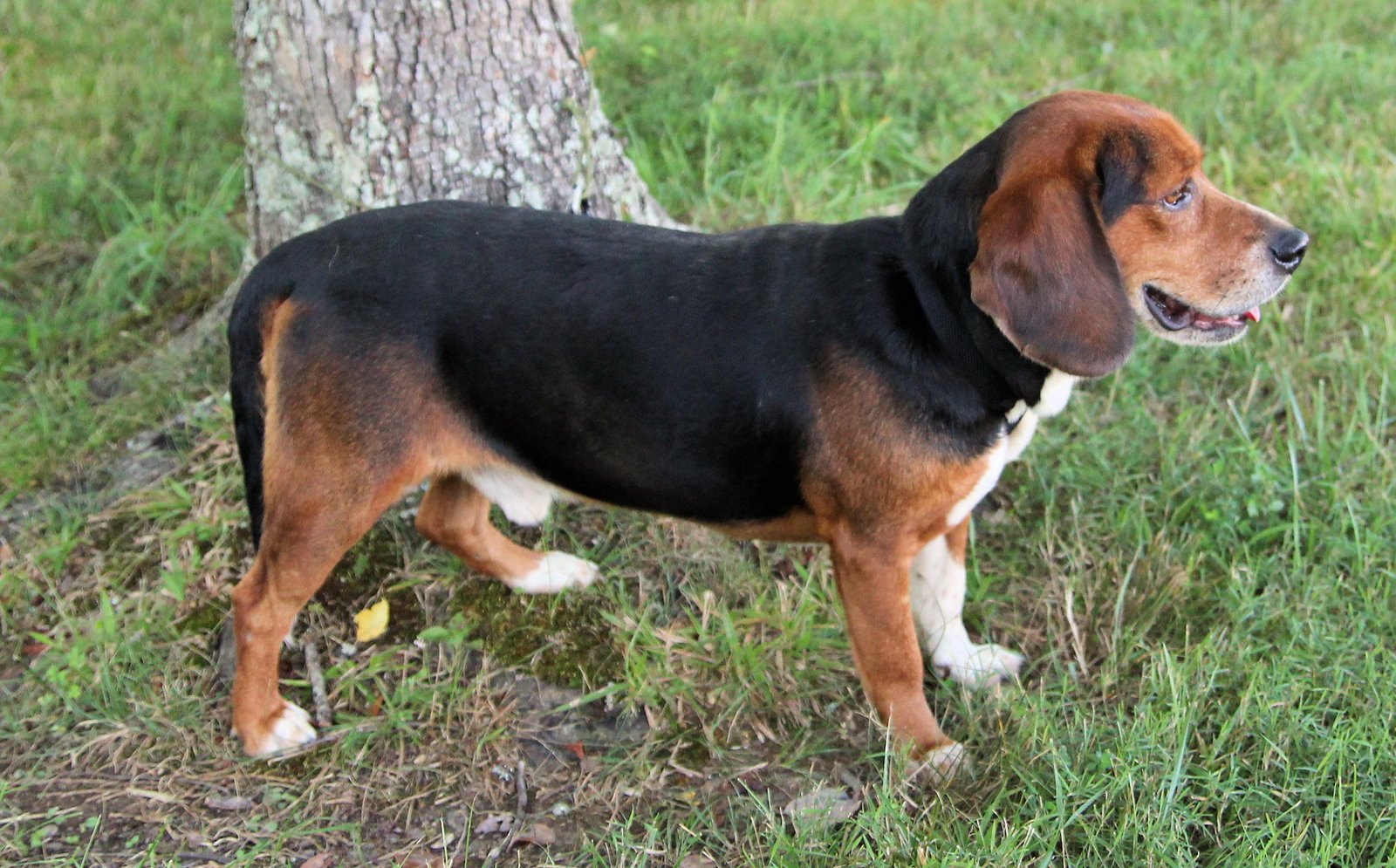 Dog for Adoption - BERT THE BEAGLE, a Beagle in New Paltz, NY | Alpha Paw