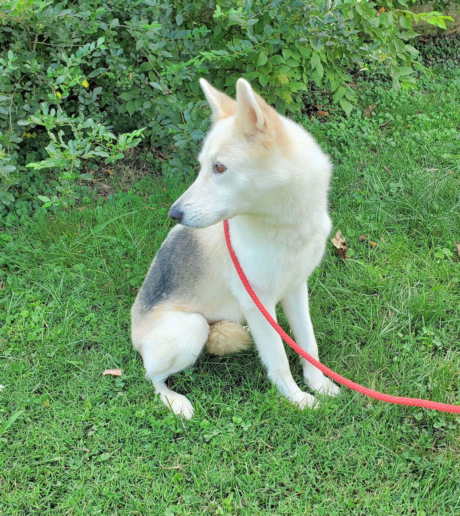 Dog for Adoption - HALEY FOSTER OR FOREVER HOME NEEDED, a Husky in ...