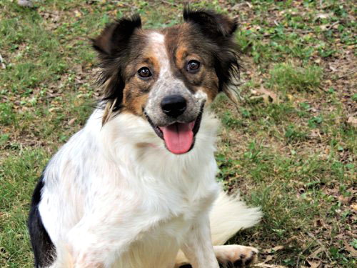 Dog for Adoption - AMAZING AMBER, a Border Collie in Pomona, NY | Alpha Paw
