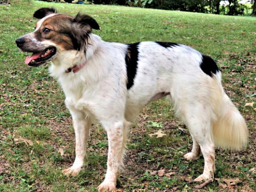 Dog for Adoption - AMAZING AMBER, a Border Collie in Pomona, NY | Alpha Paw