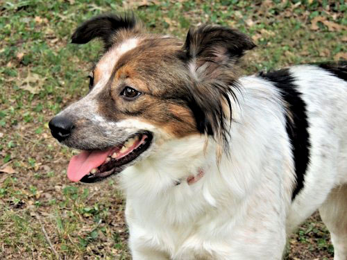 Dog for Adoption - AMAZING AMBER, a Border Collie in Pomona, NY | Alpha Paw