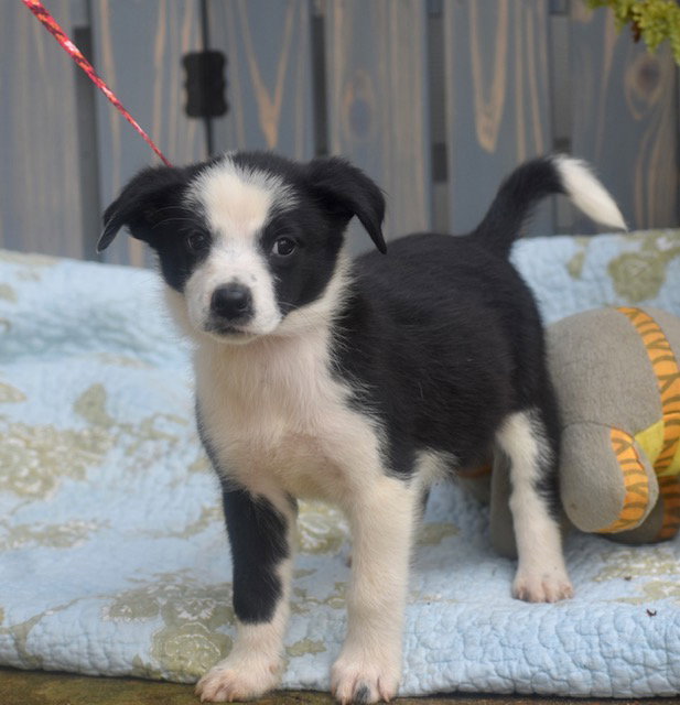 Dog for Adoption - PUPPY LUKE BRYAN, a Border Collie in The Bronx, NY ...