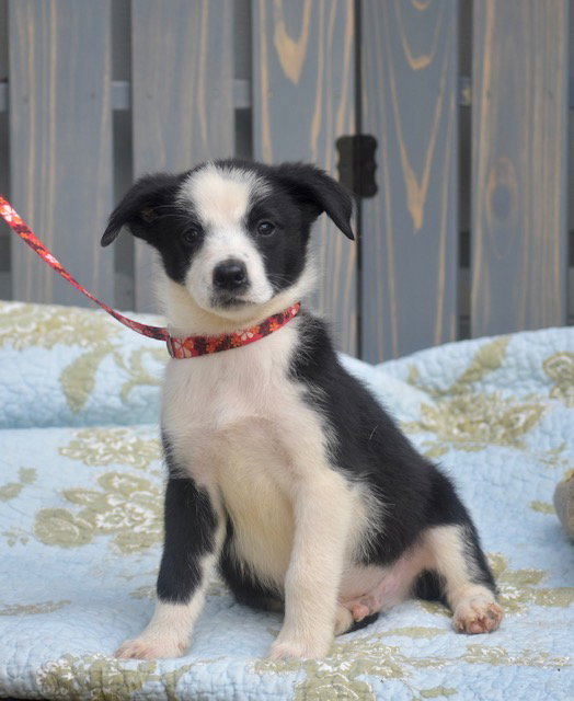 Dog for Adoption - PUPPY LUKE BRYAN, a Border Collie in The Bronx, NY ...